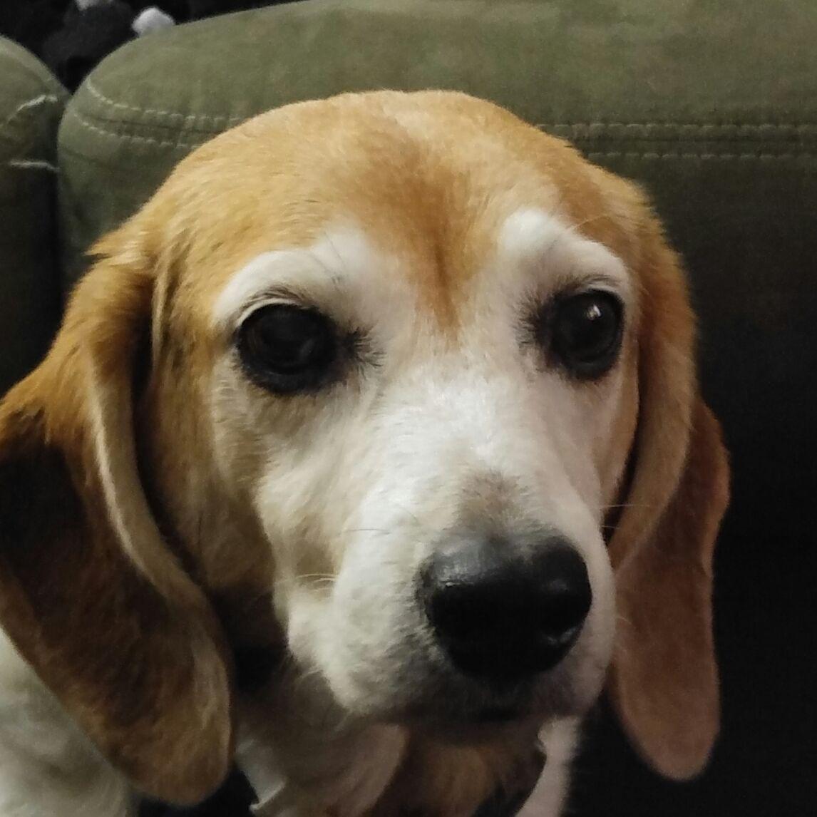 Missy • Old Dog Haven