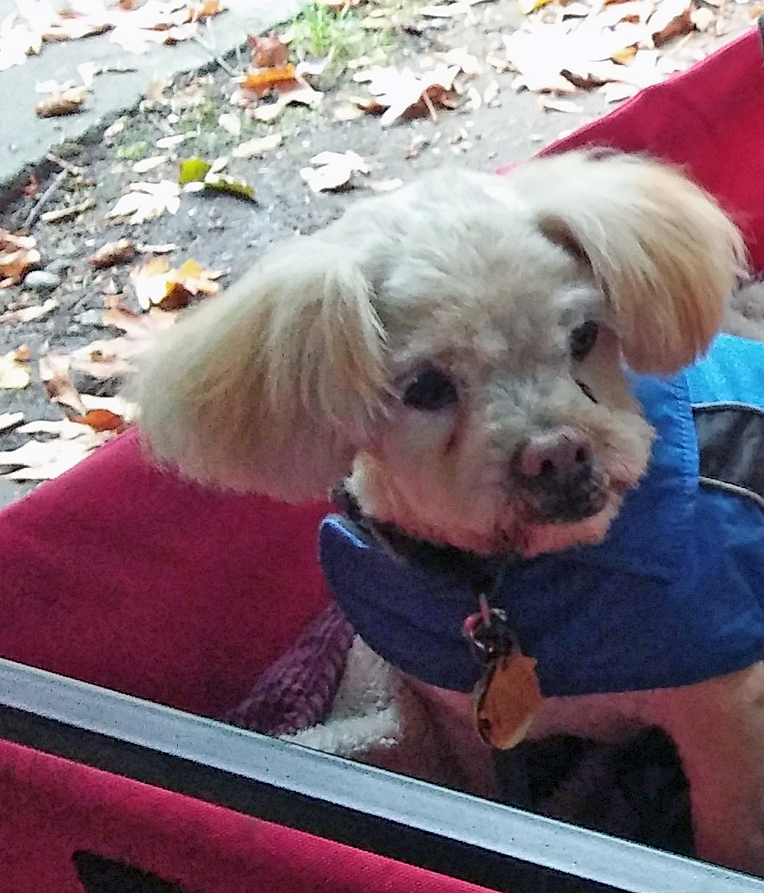 Bruce • Old Dog Haven