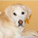 Old Dog Haven • Helping old dogs in their golden years