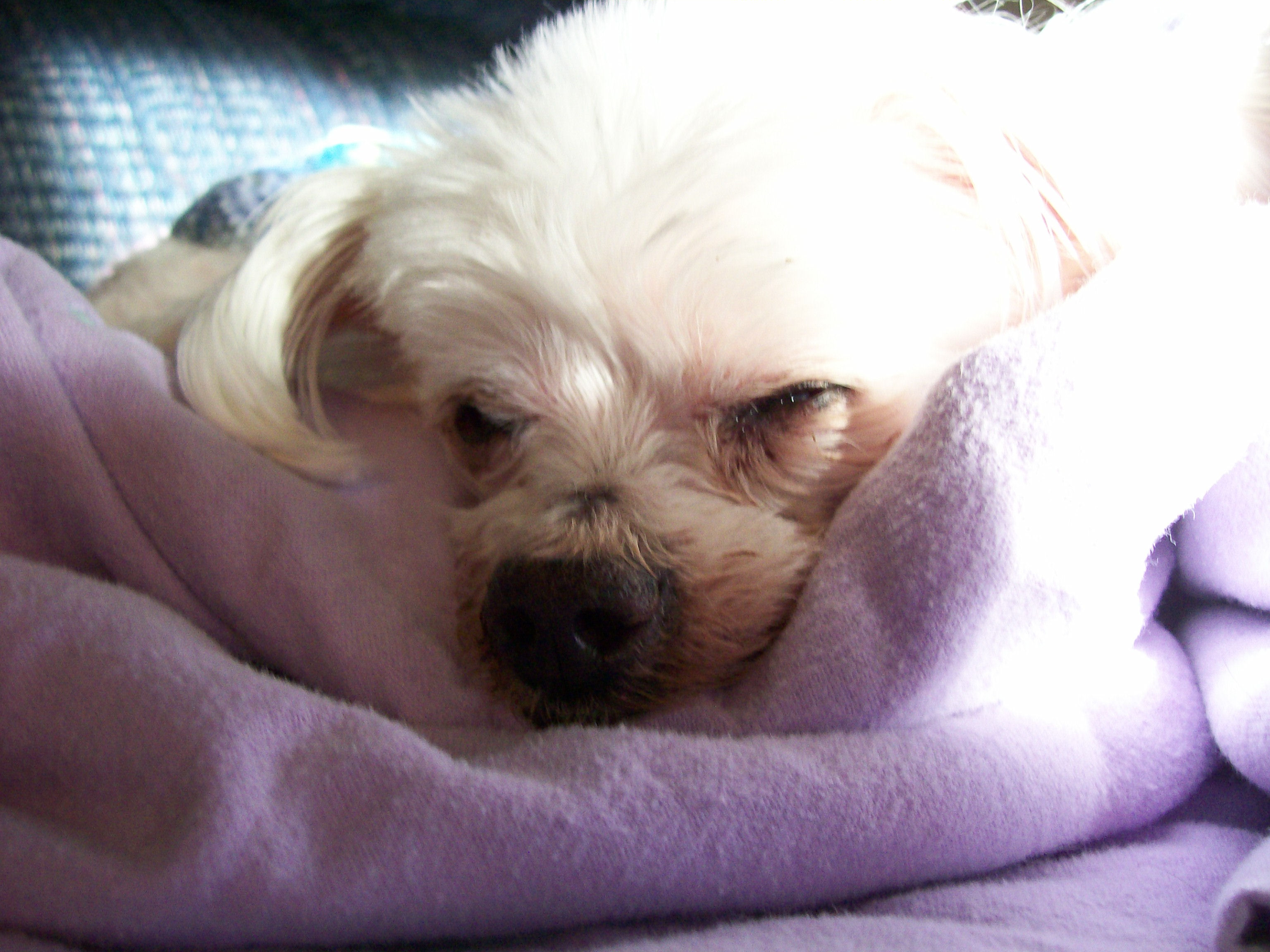 Einstein • Old Dog Haven