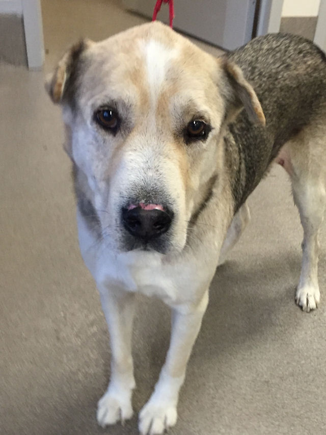 OBI • Old Dog Haven