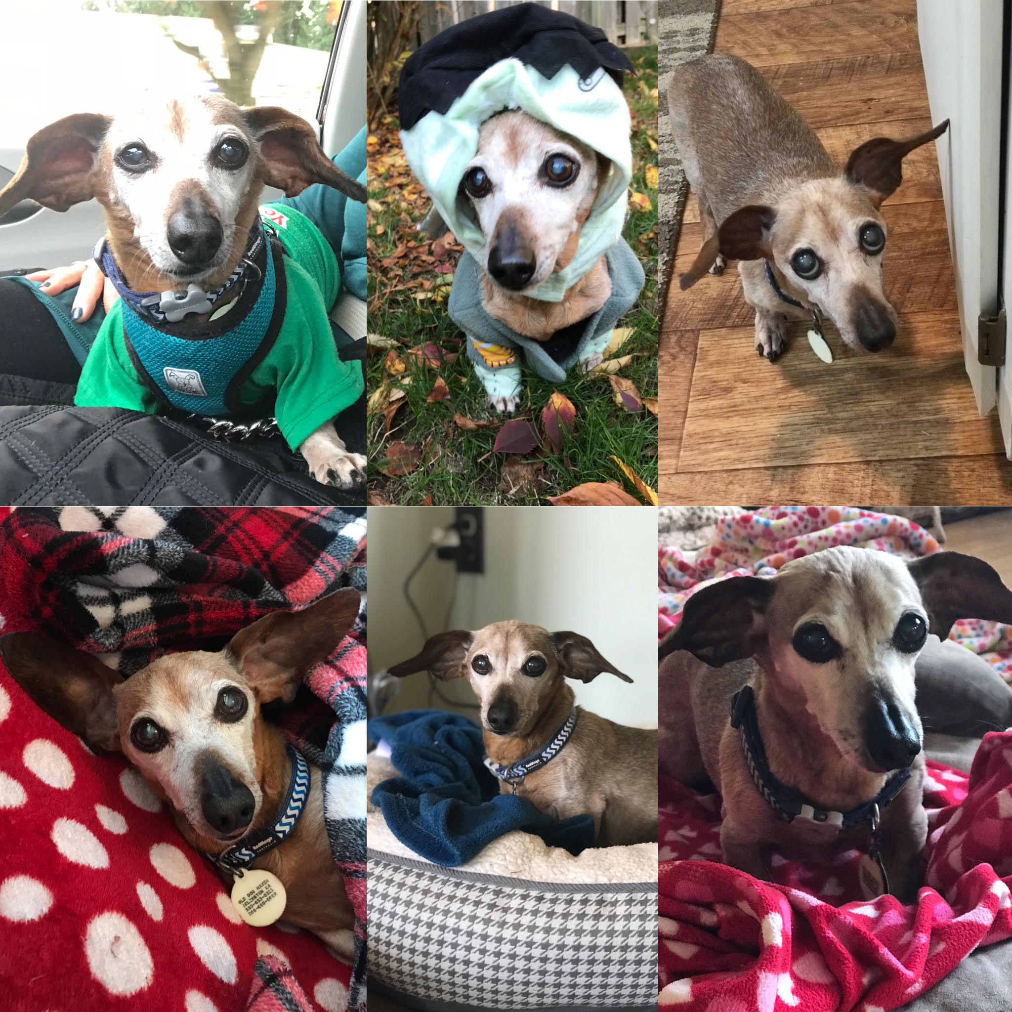 Felix • Old Dog Haven