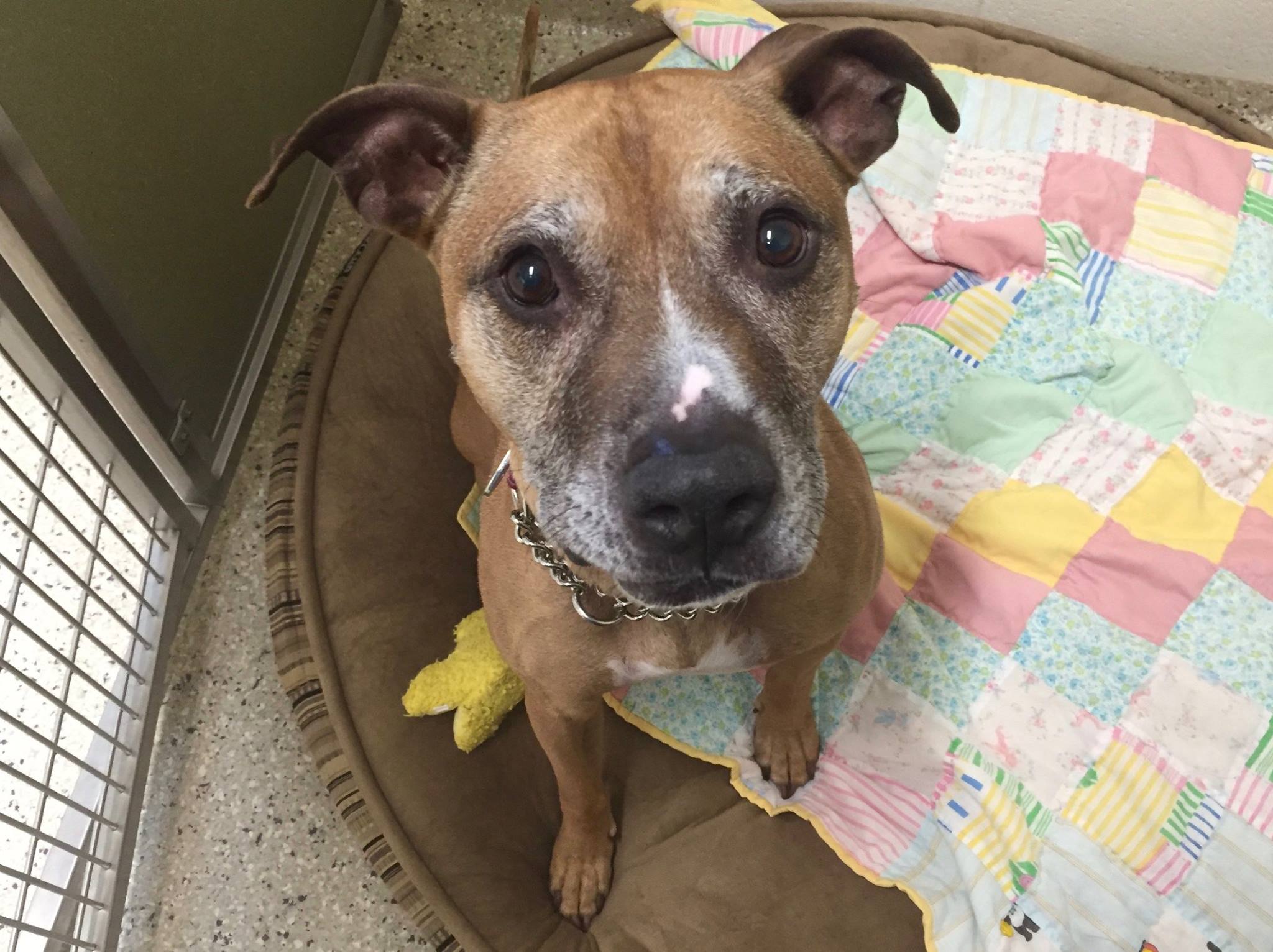 Chula • Old Dog Haven