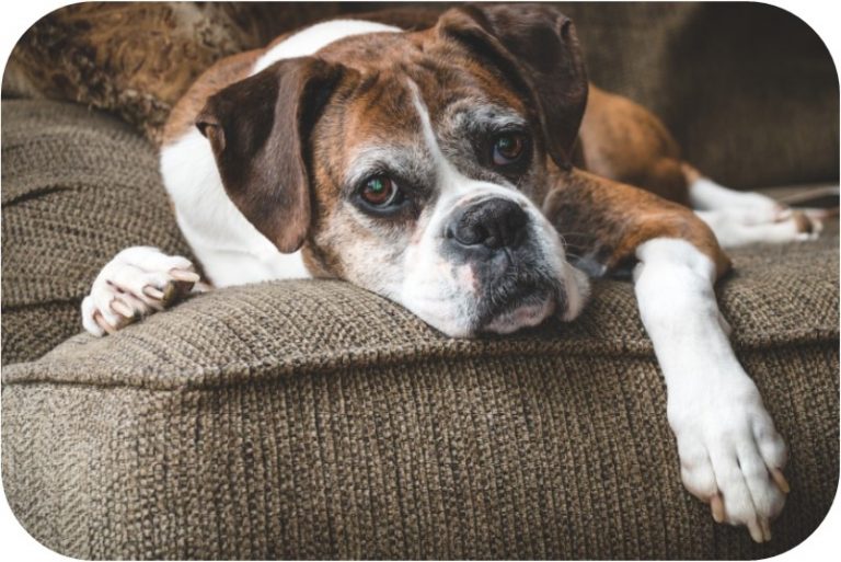 Common Senior Dog Health and Behavior Problems • Old Dog Haven