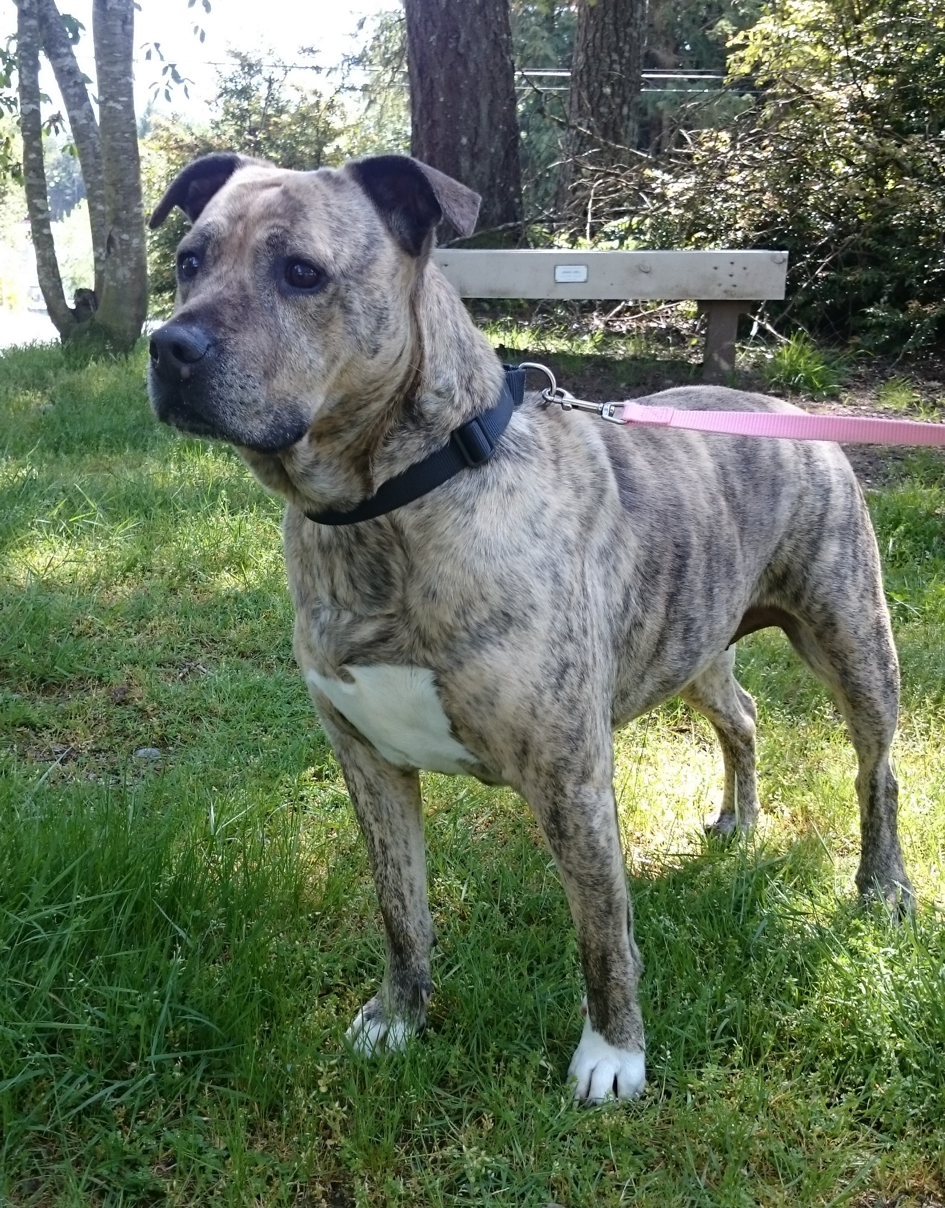 Babe • Old Dog Haven