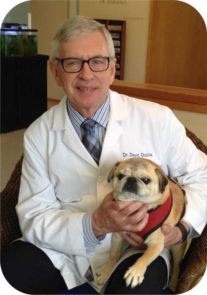 Skin Disease and the Older Dog • Old Dog Haven