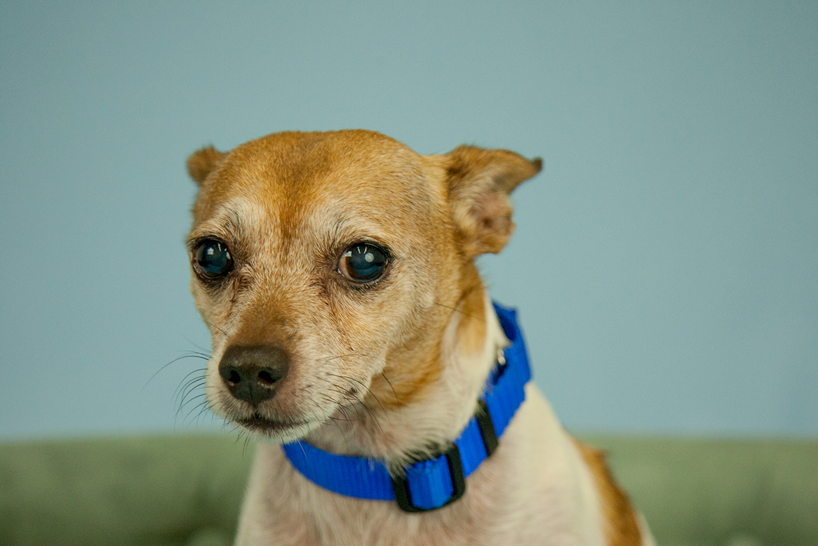 Roxie • Old Dog Haven