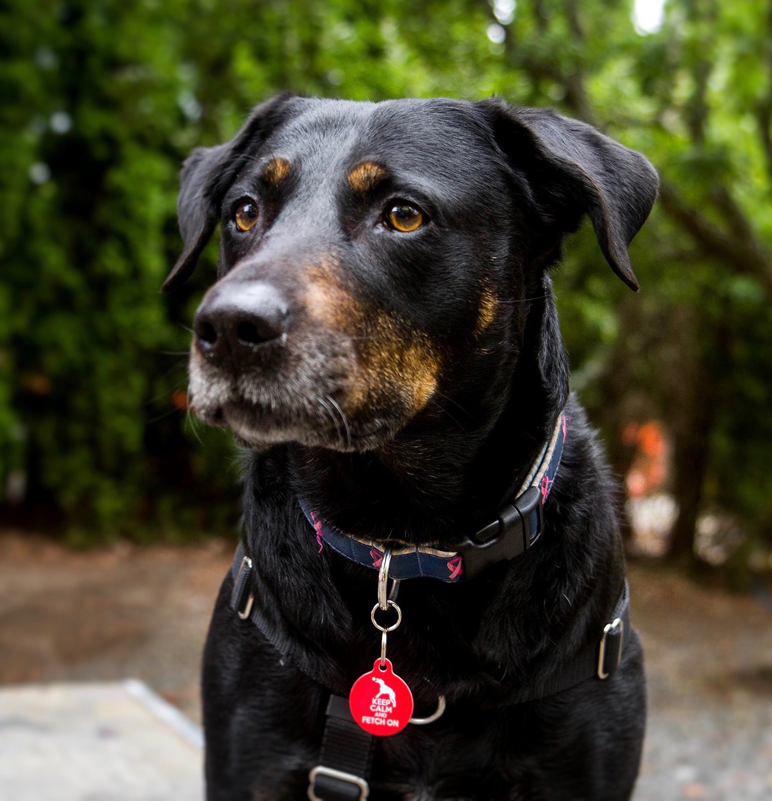 Mandy • Old Dog Haven