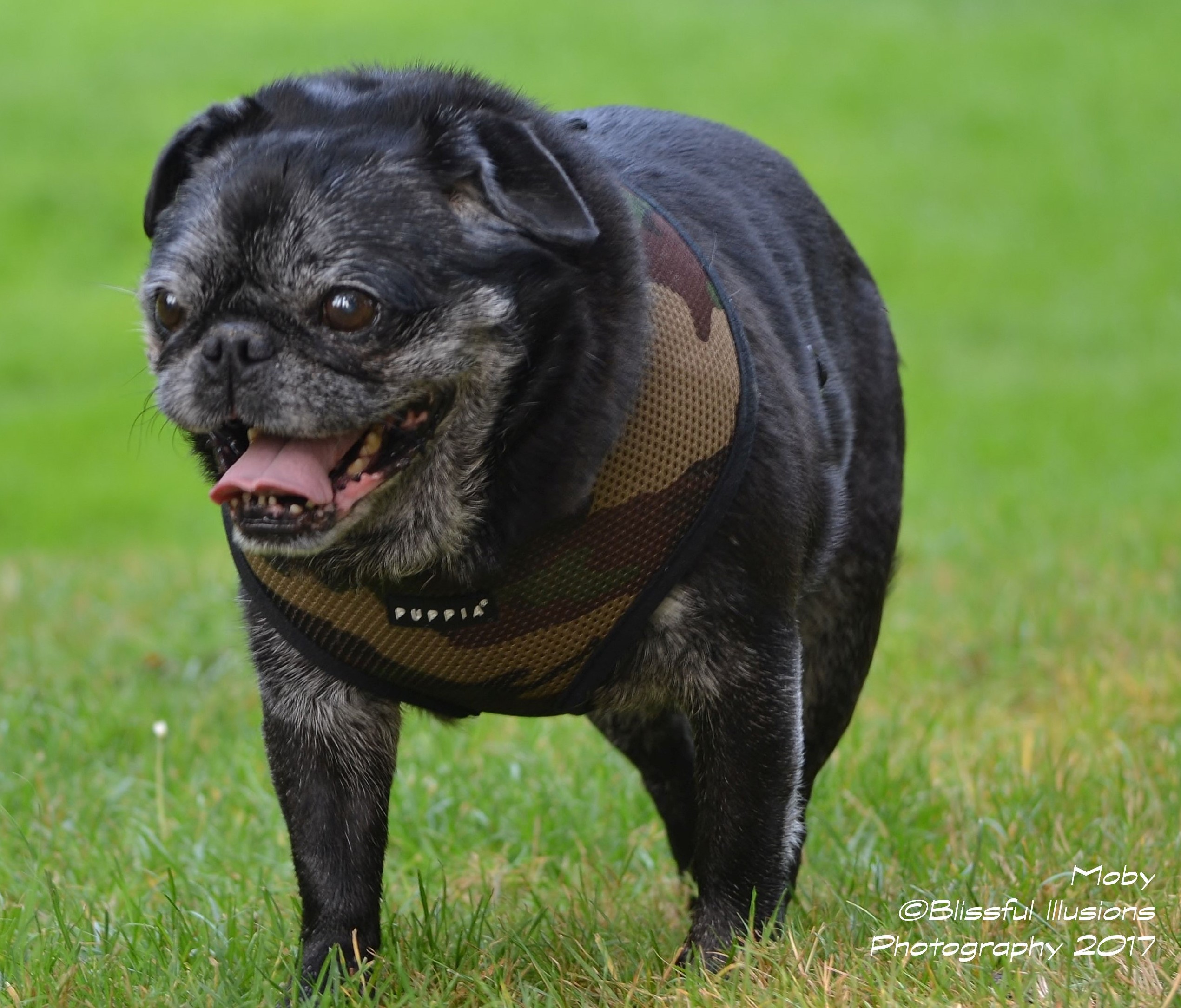 Moby • Old Dog Haven