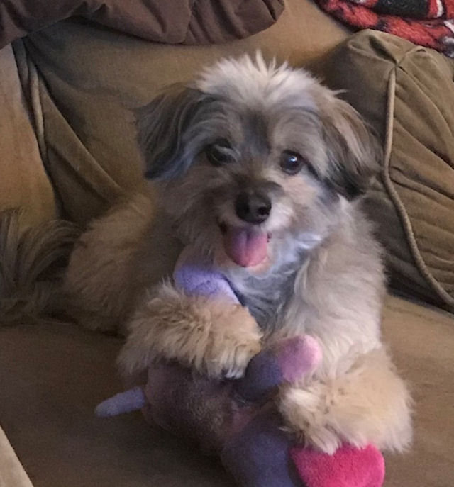 Pippin • Old Dog Haven