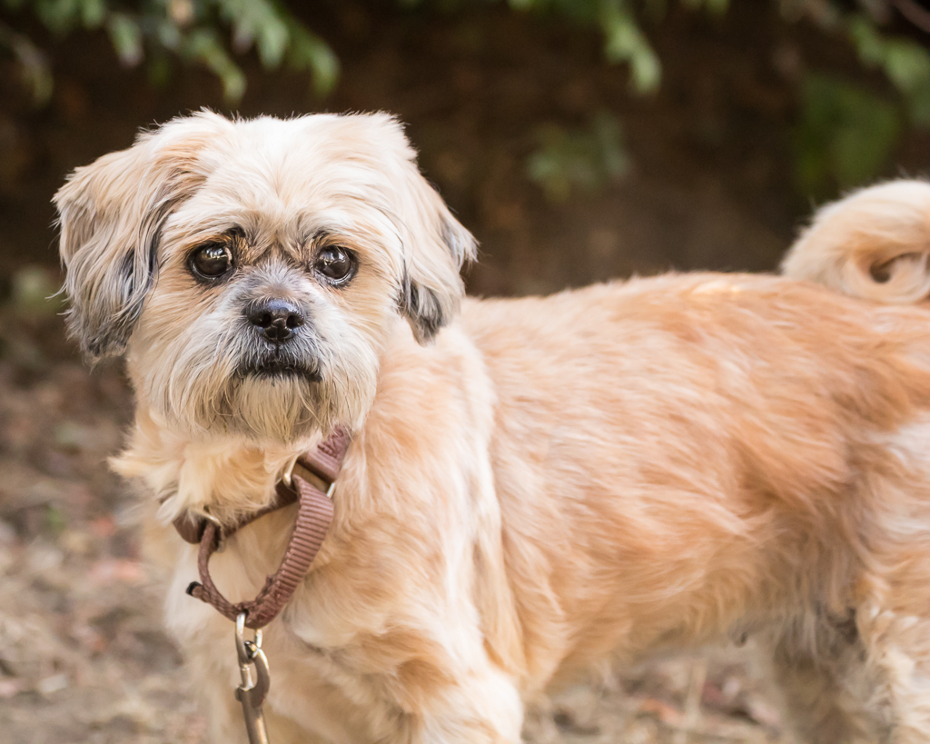 Becky • Old Dog Haven