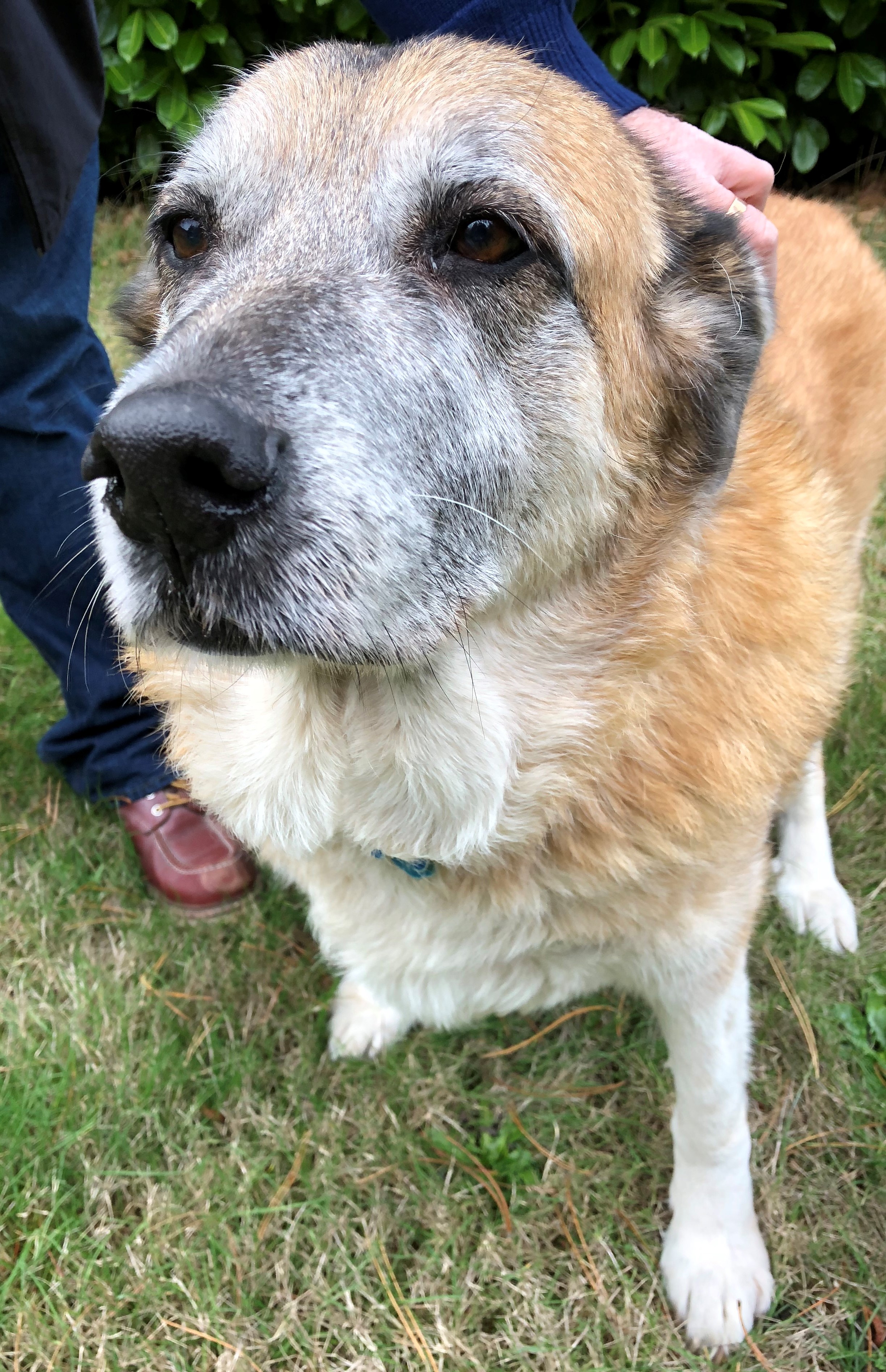 Daphne • Old Dog Haven