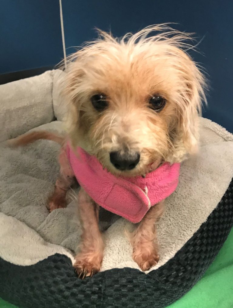 Fuzzy Wuzzy • Old Dog Haven