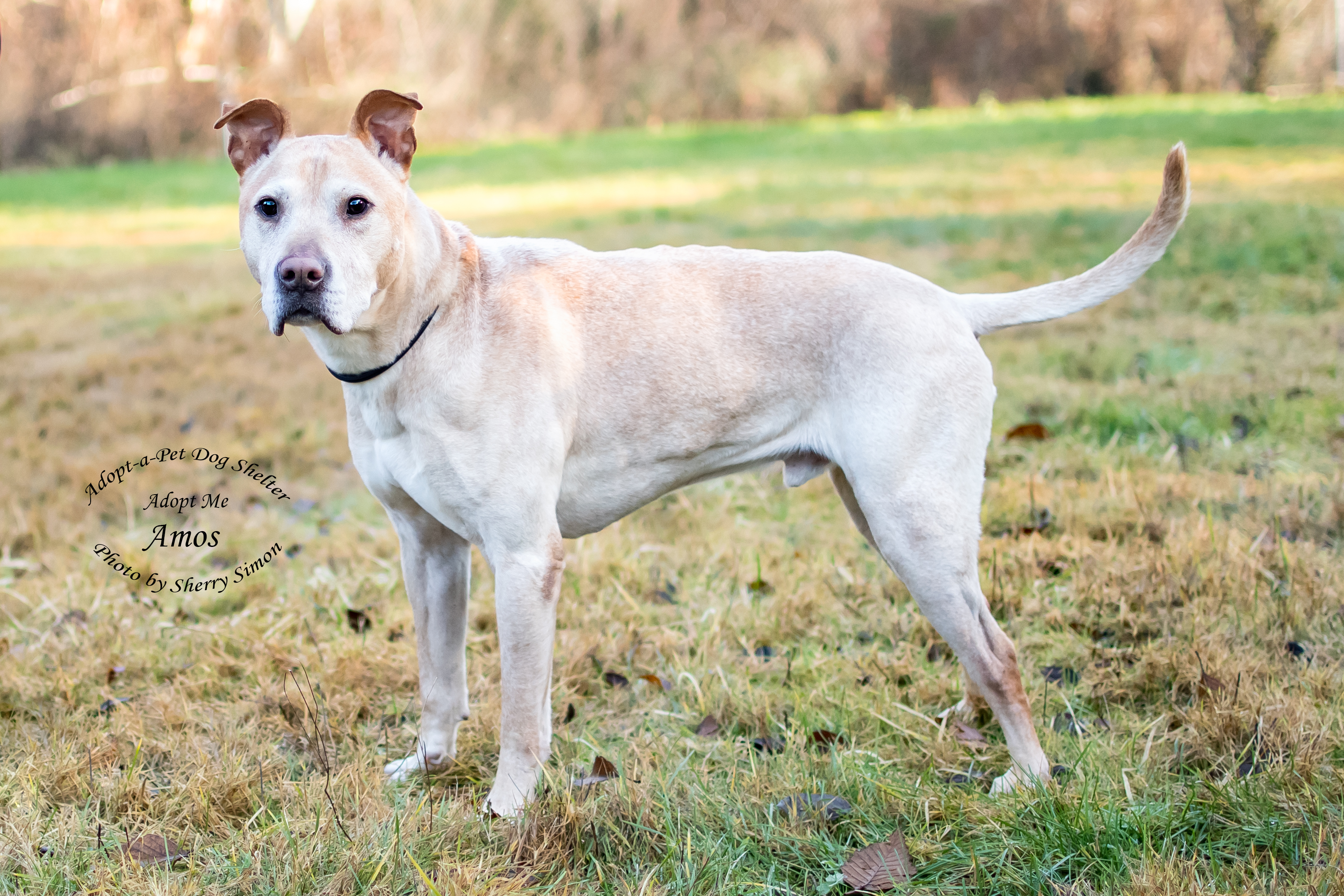 Amous • Old Dog Haven