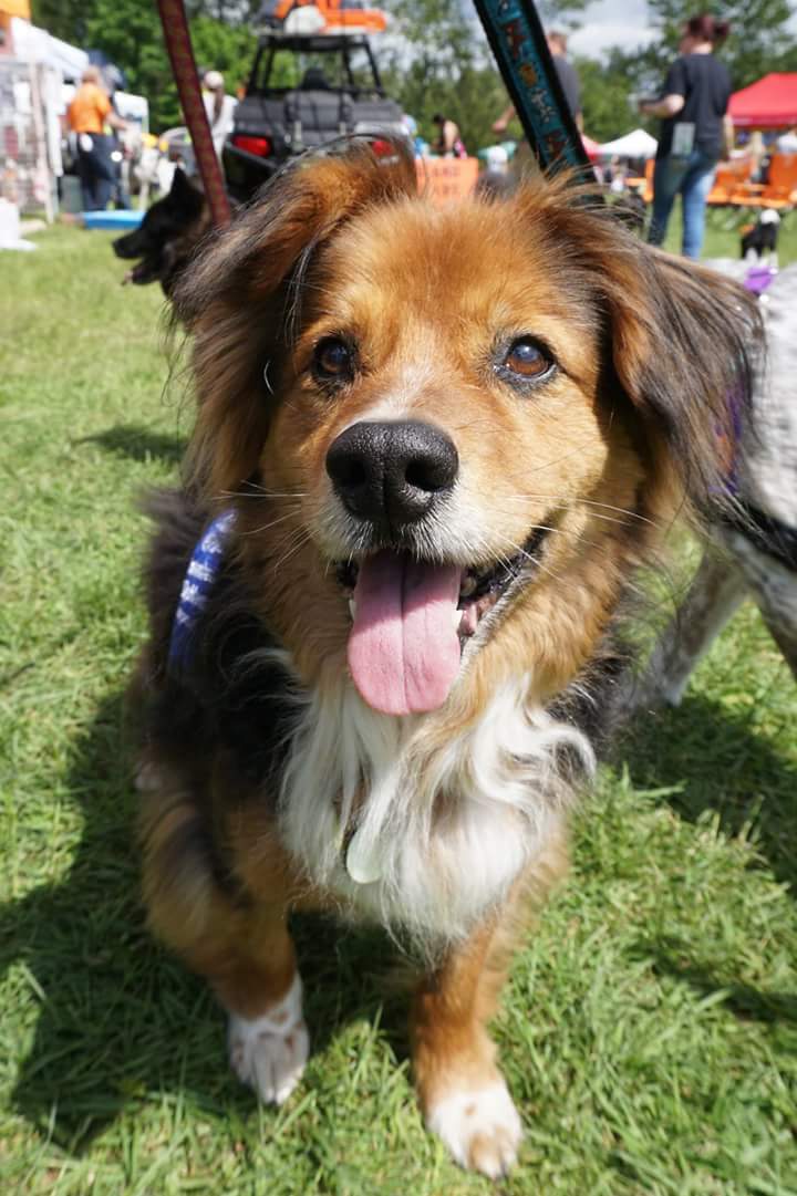 Squirrel • Old Dog Haven