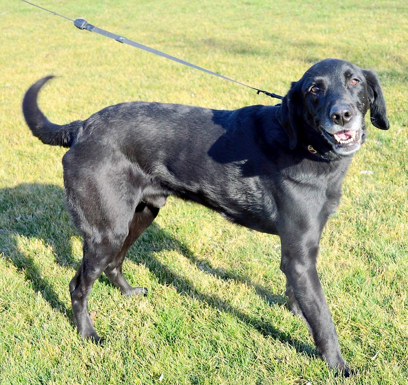 Cole • Old Dog Haven