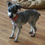 Old Dog Haven • Helping old dogs in their golden years