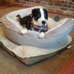 Old Dog Haven • Helping old dogs in their golden years