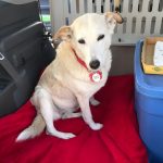 Old Dog Haven • Helping old dogs in their golden years