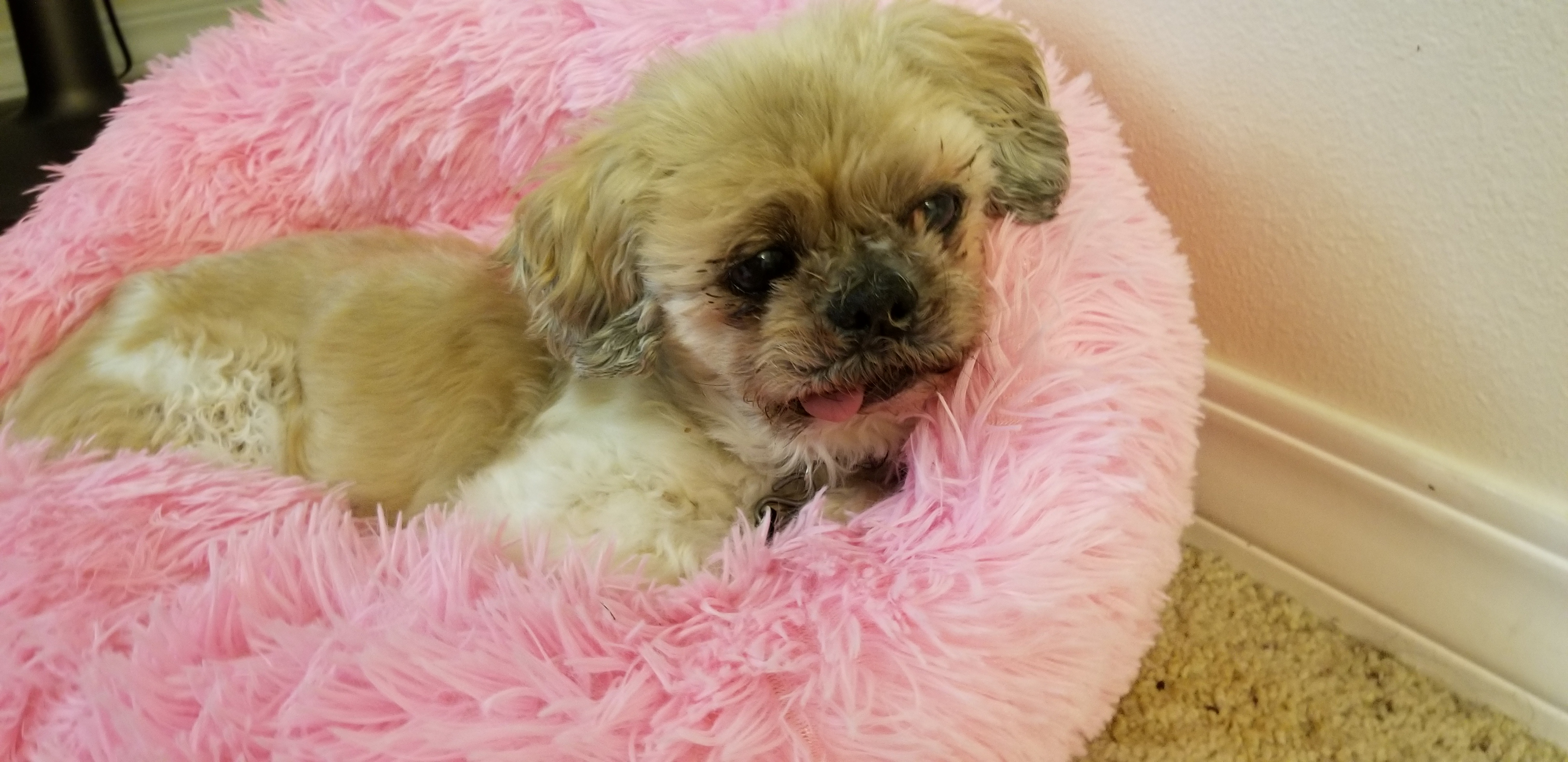 Dorothy Faye (aka Dottie) • Old Dog Haven