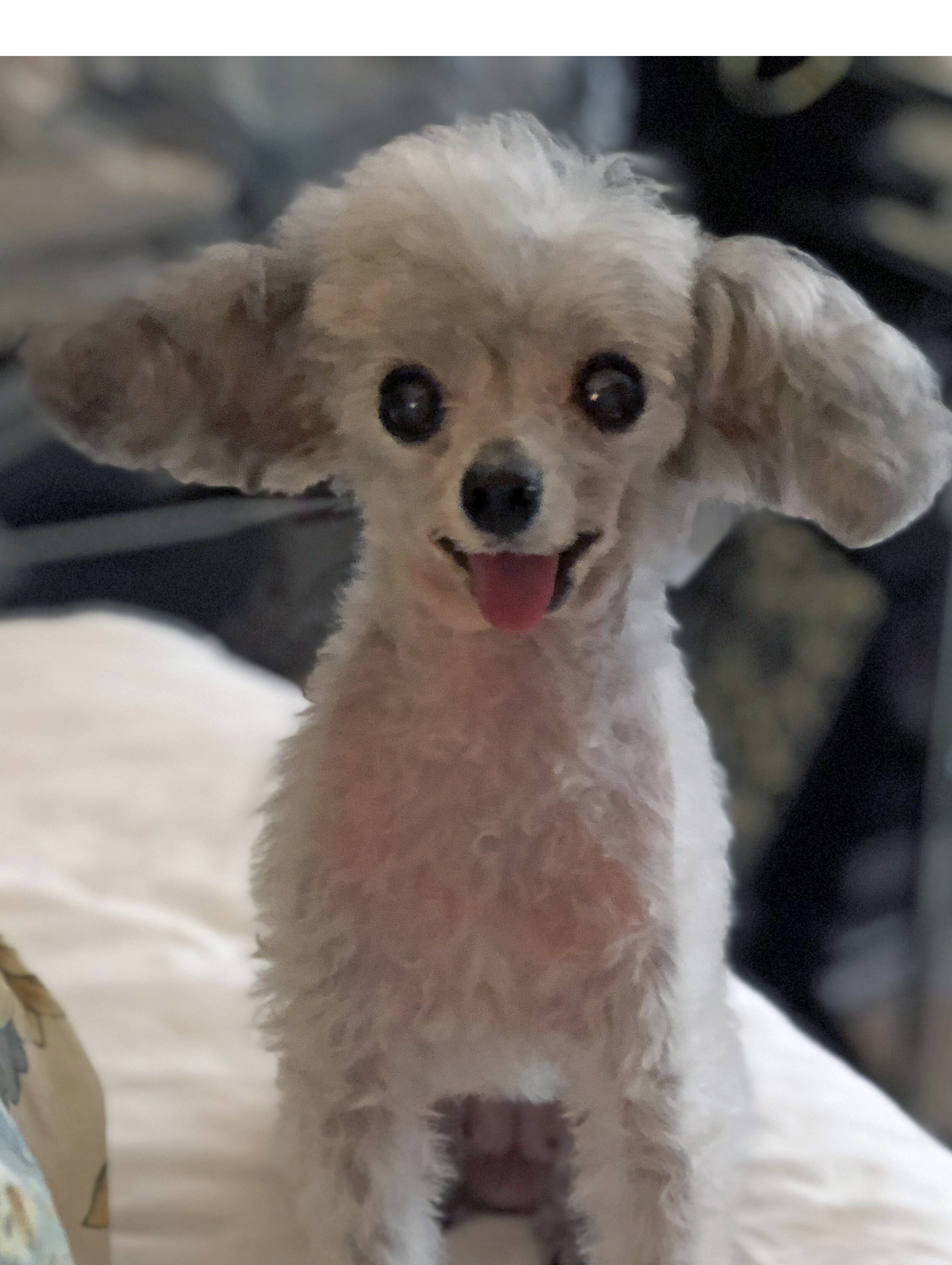 Gidget • Old Dog Haven