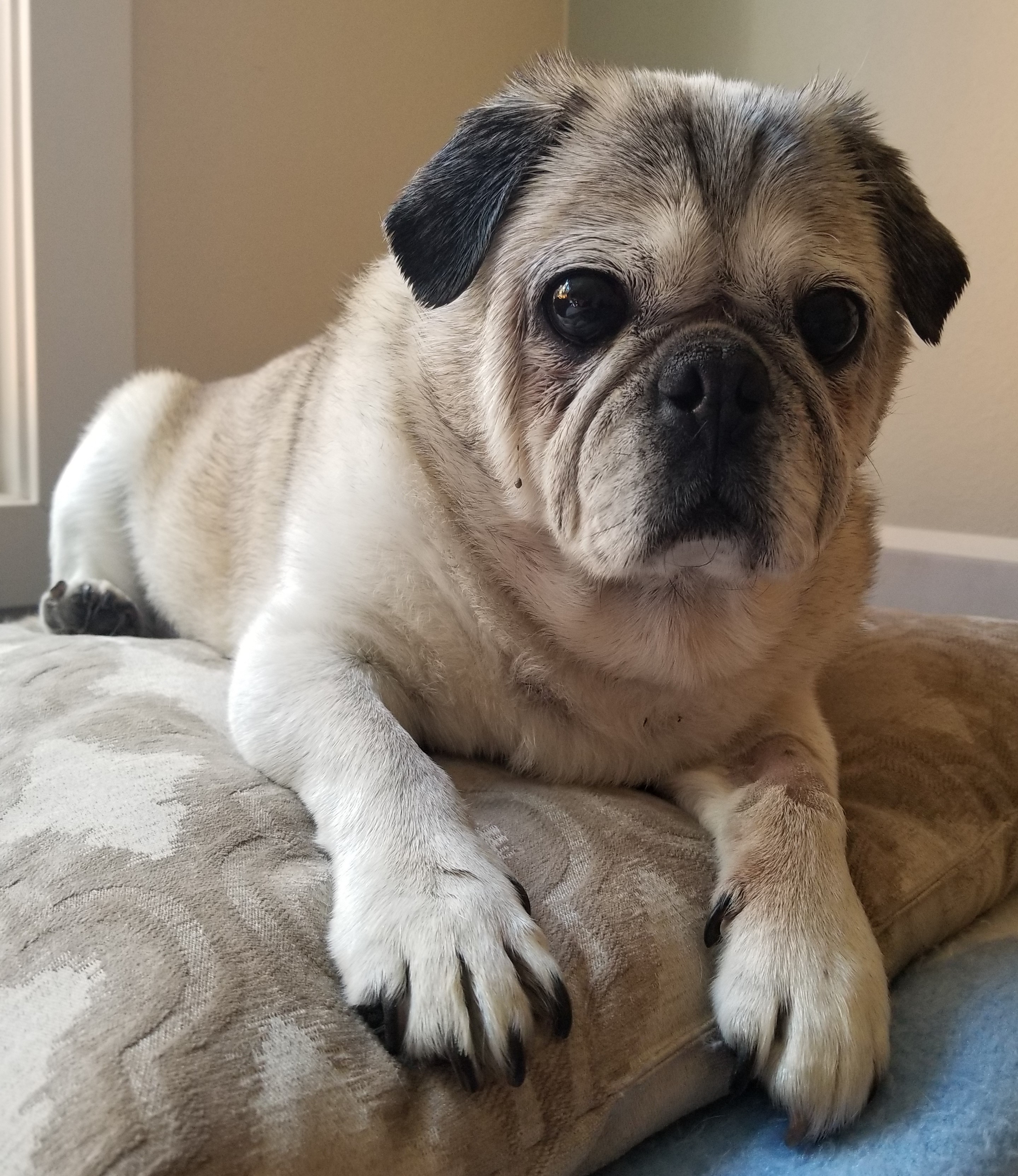 Bud • Old Dog Haven