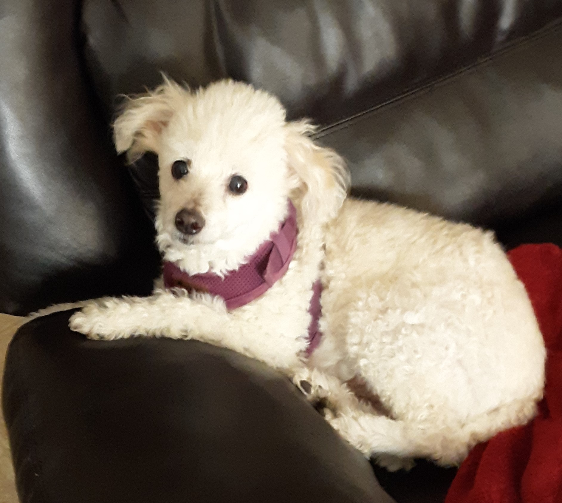 Buddy • Old Dog Haven