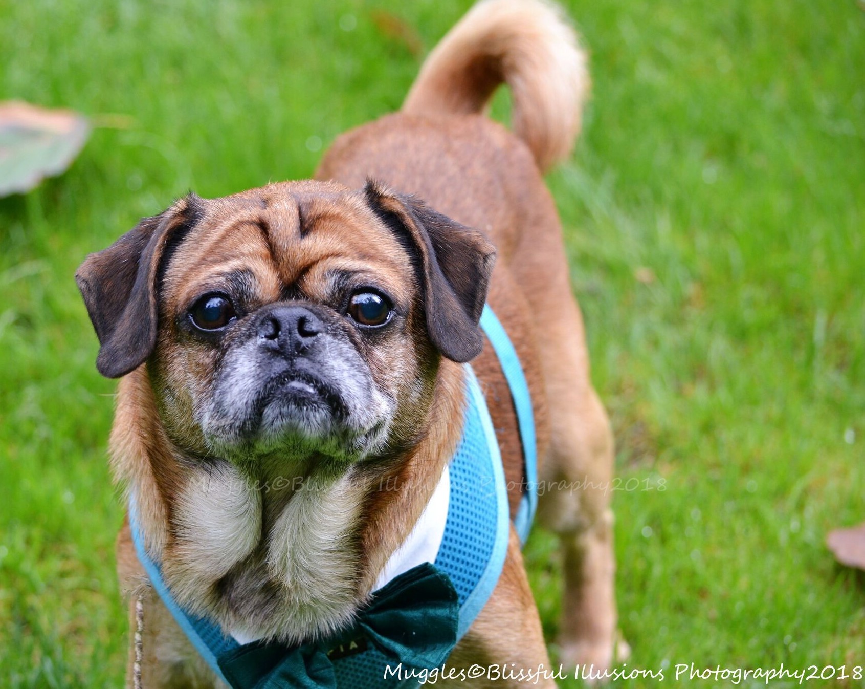 Muggles • Old Dog Haven