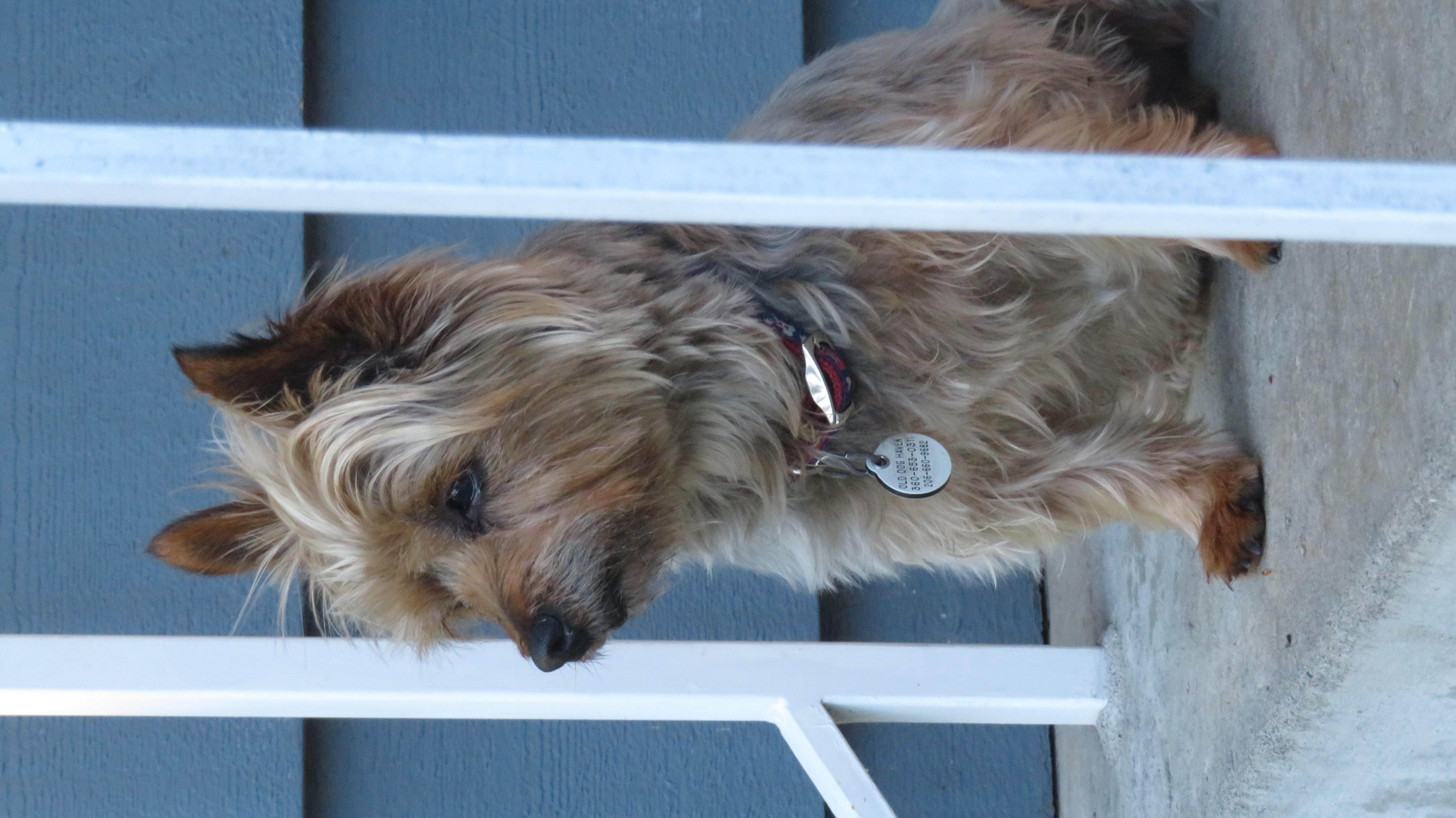 Quigley • Old Dog Haven