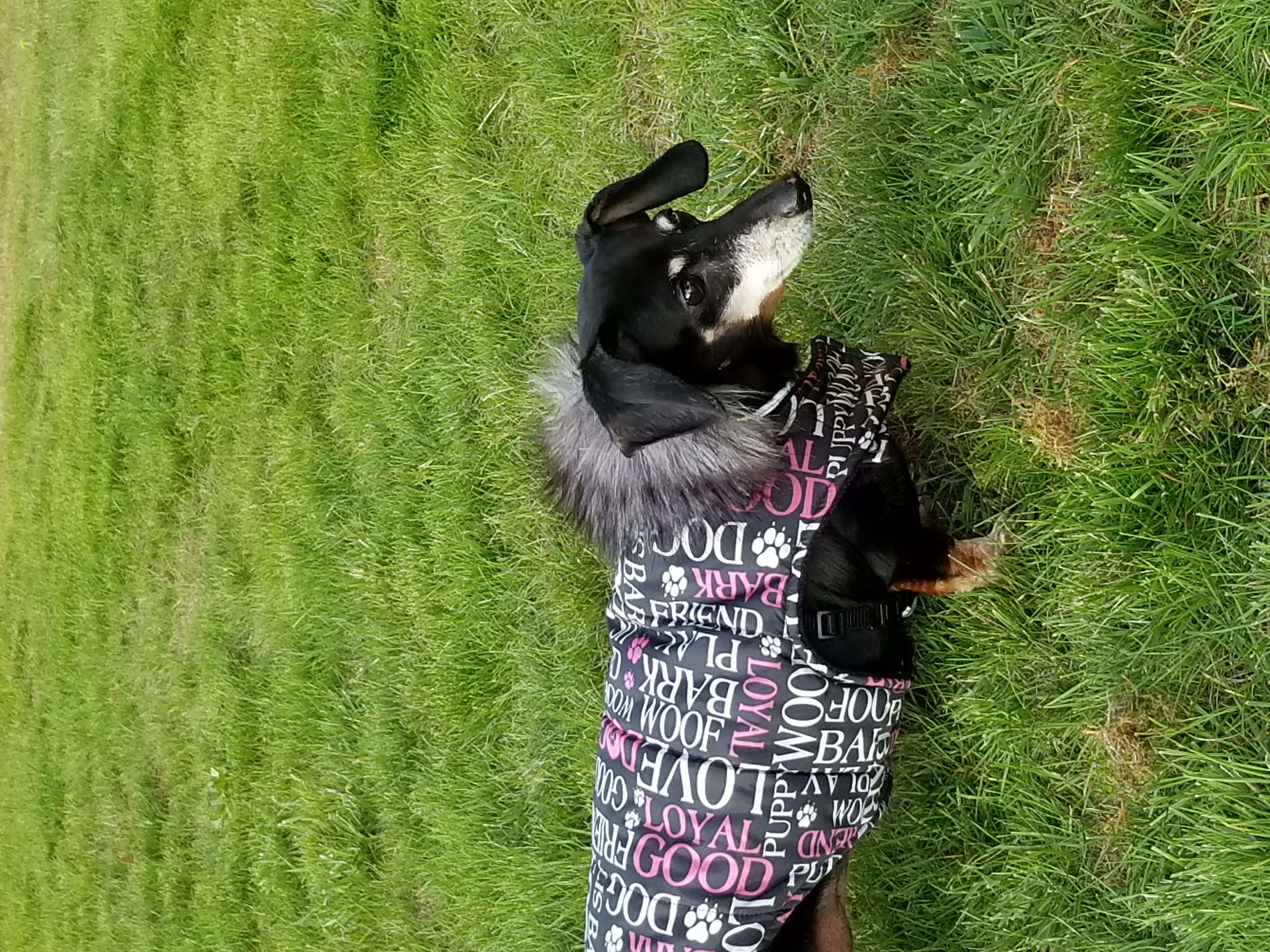 Ellie • Old Dog Haven