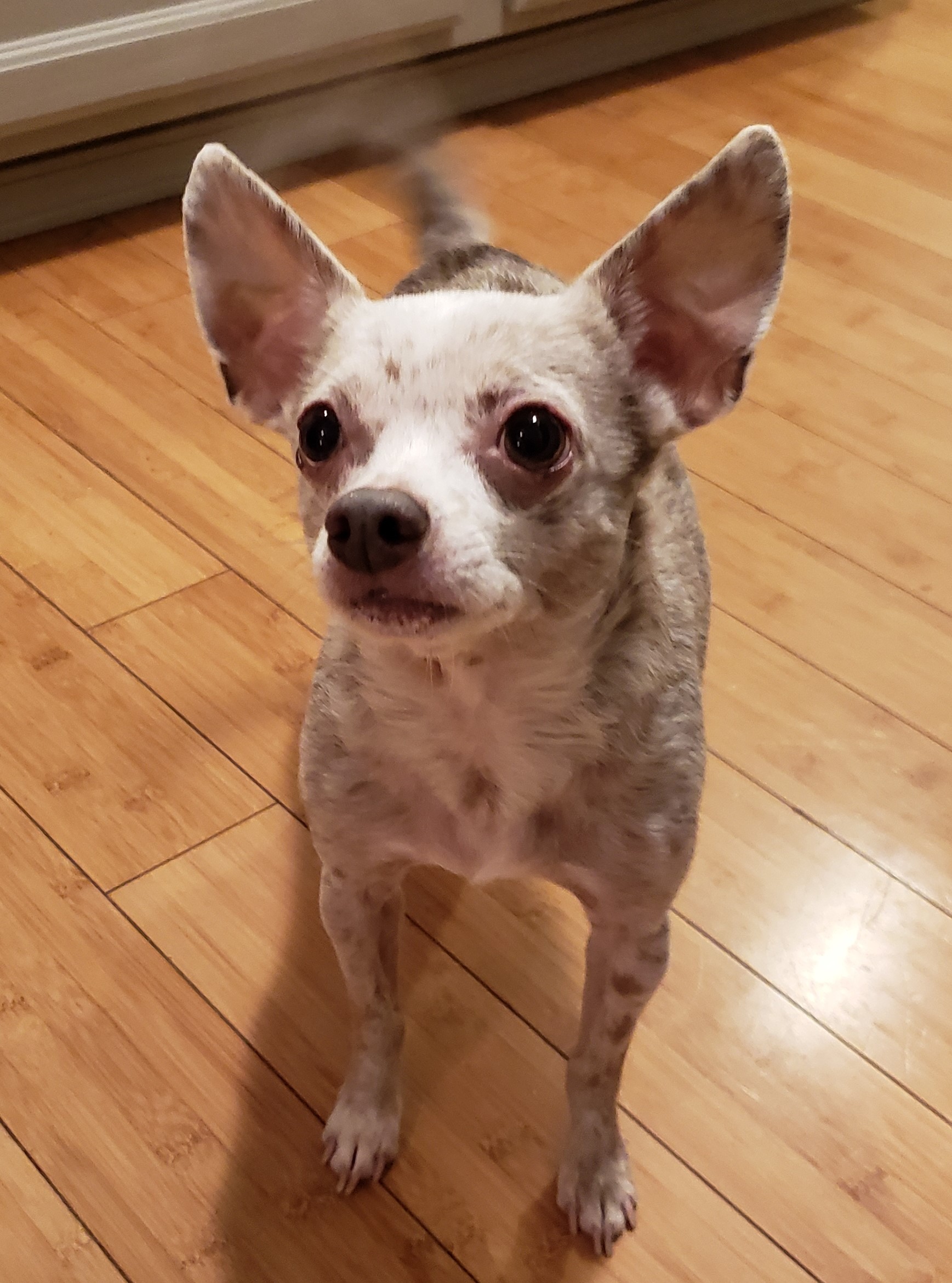 Andre • Old Dog Haven