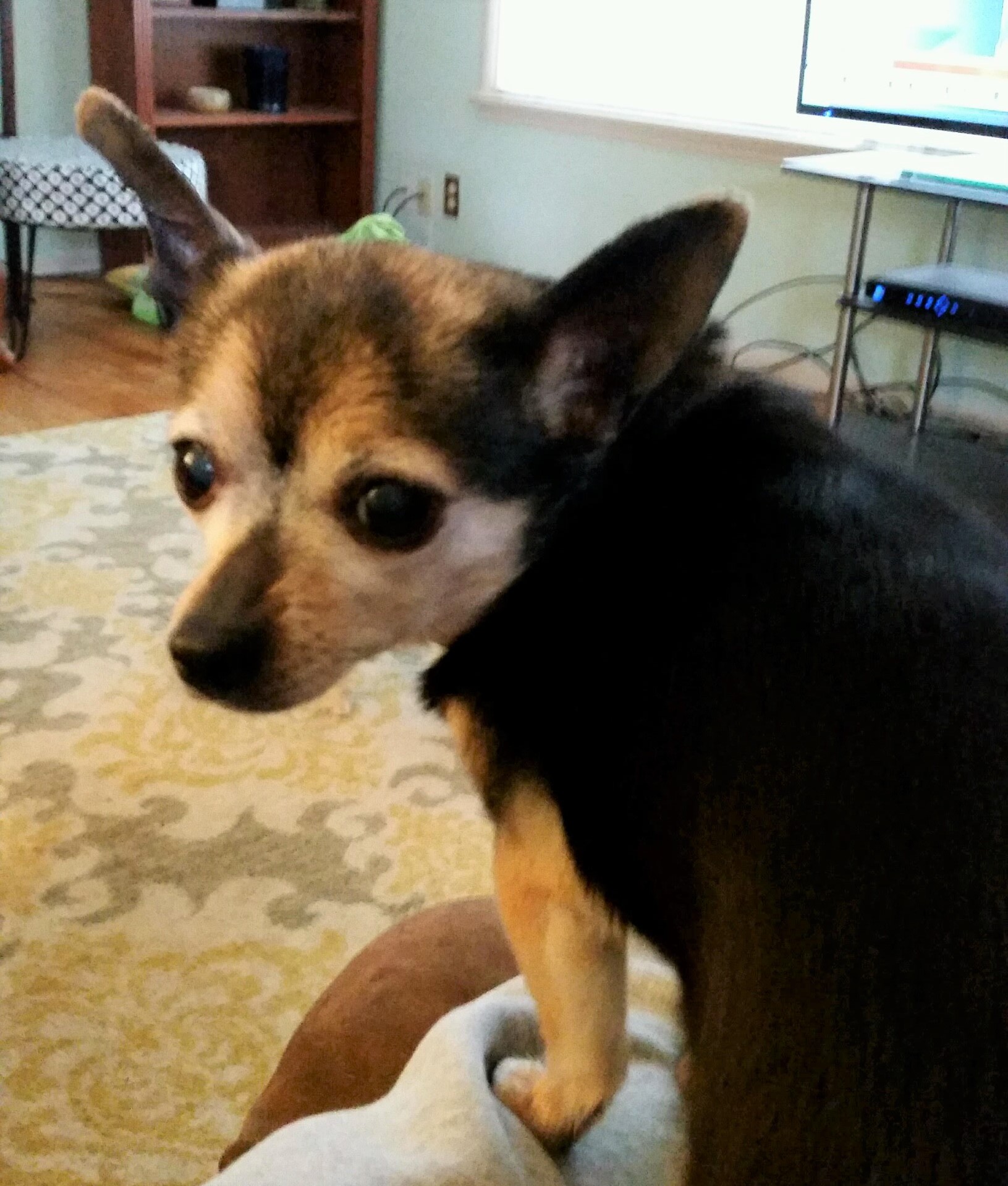 Tater • Old Dog Haven