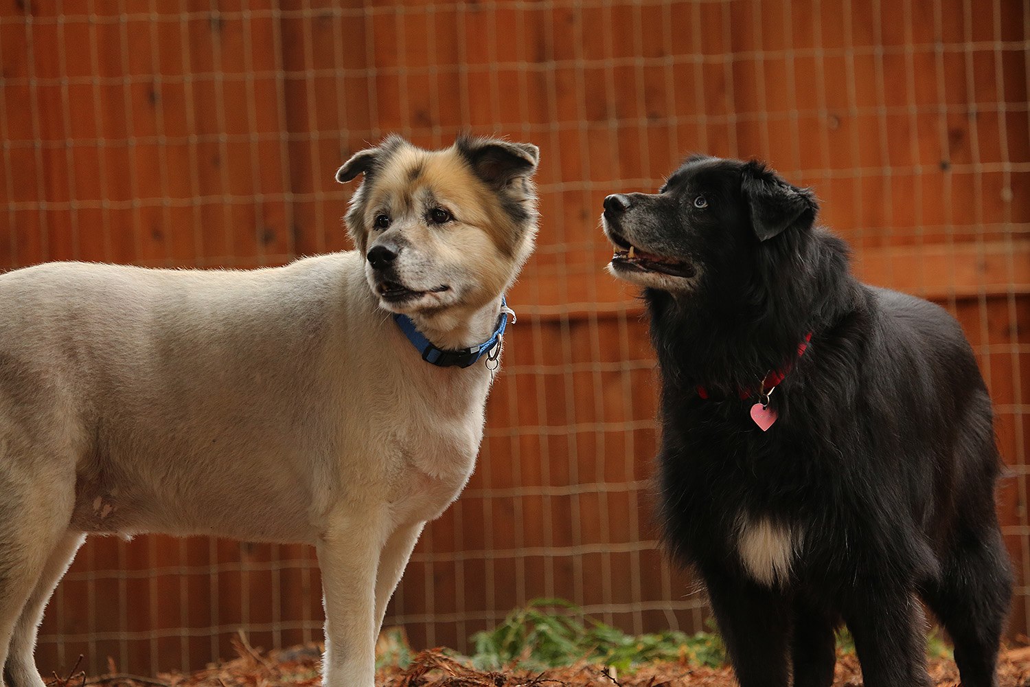 Sheena and Dakota • Old Dog Haven