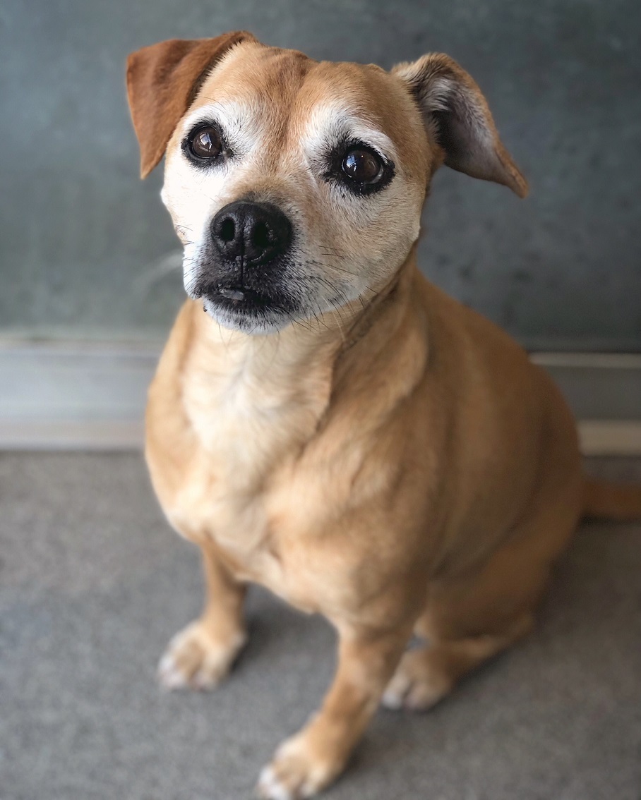 Lillie • Old Dog Haven