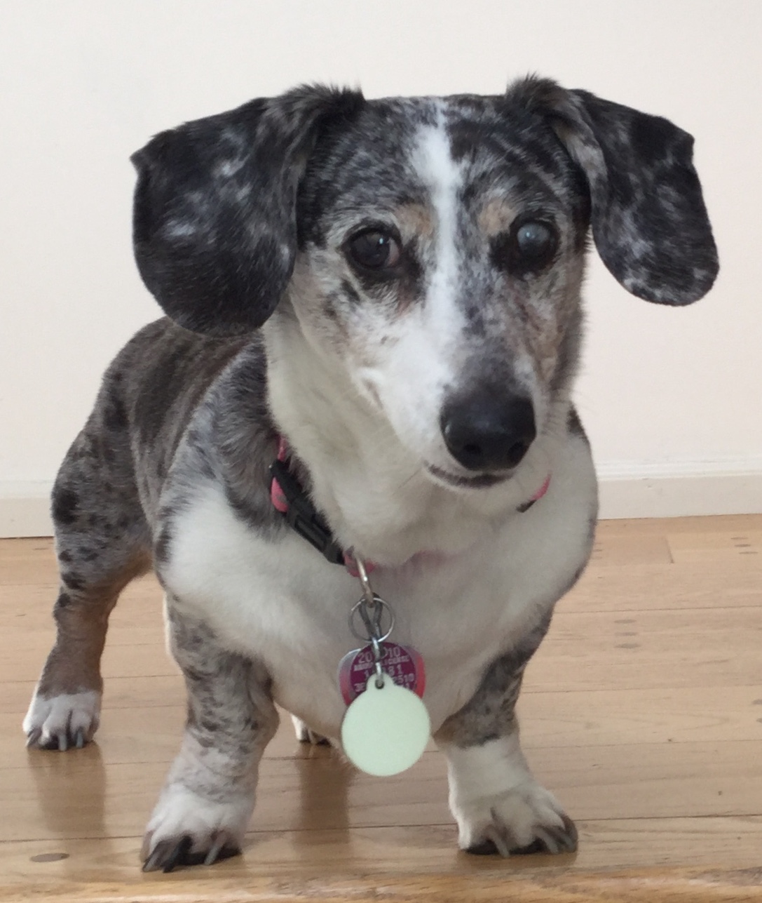 Rupert • Old Dog Haven