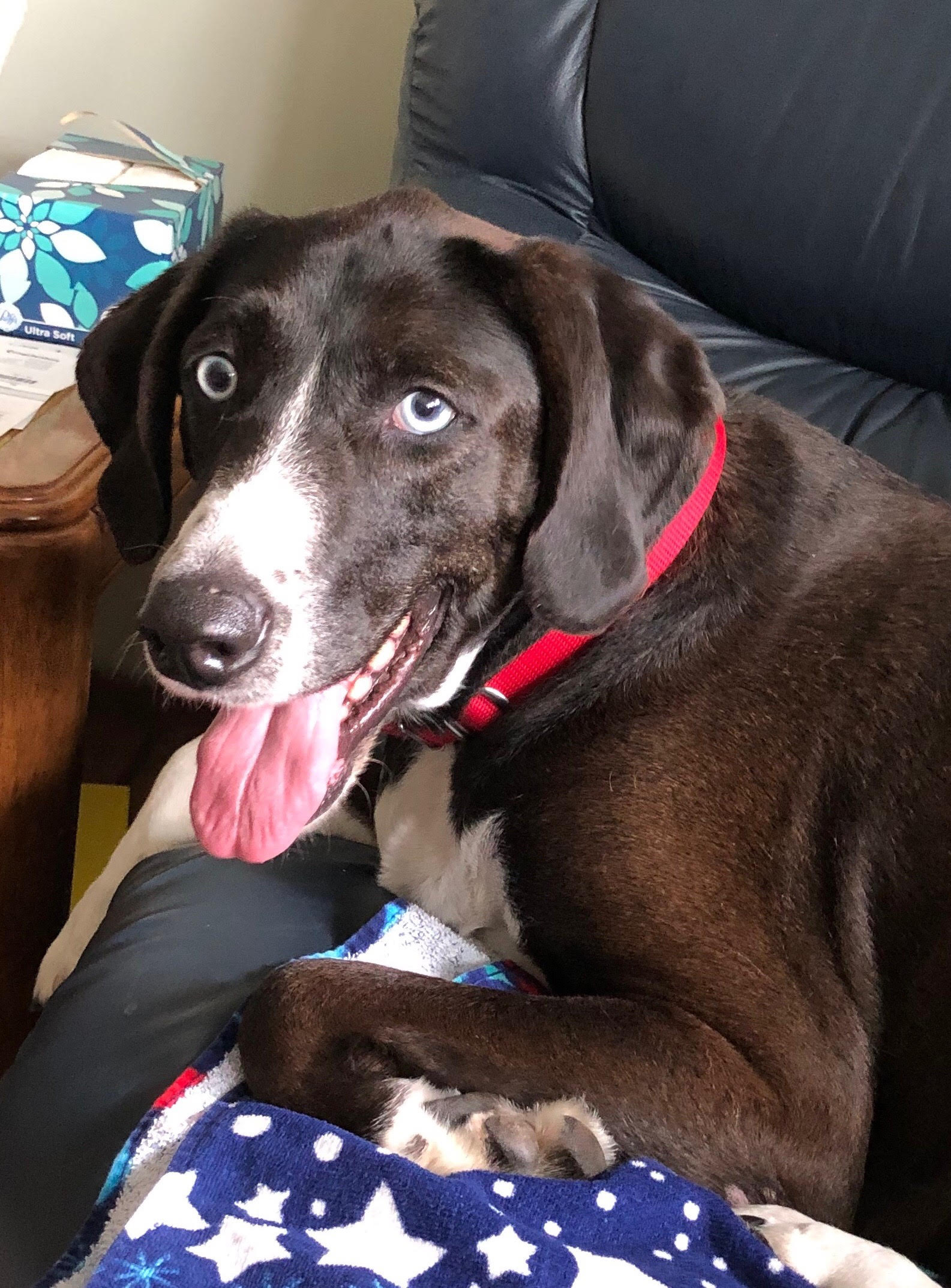 Roma • Old Dog Haven