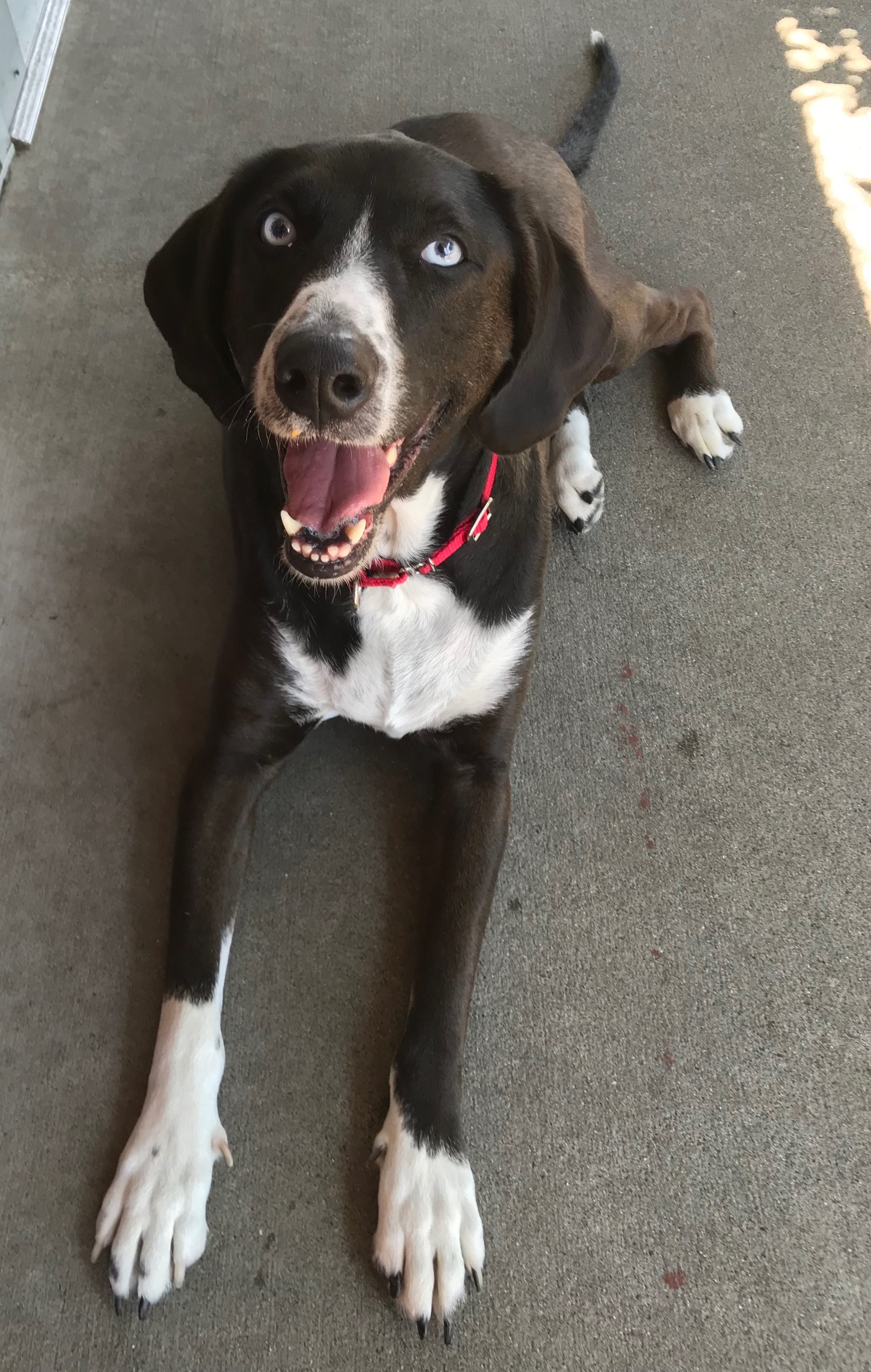 Roma • Old Dog Haven