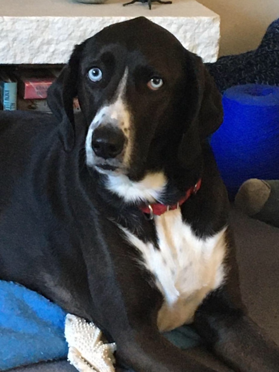 Roma • Old Dog Haven