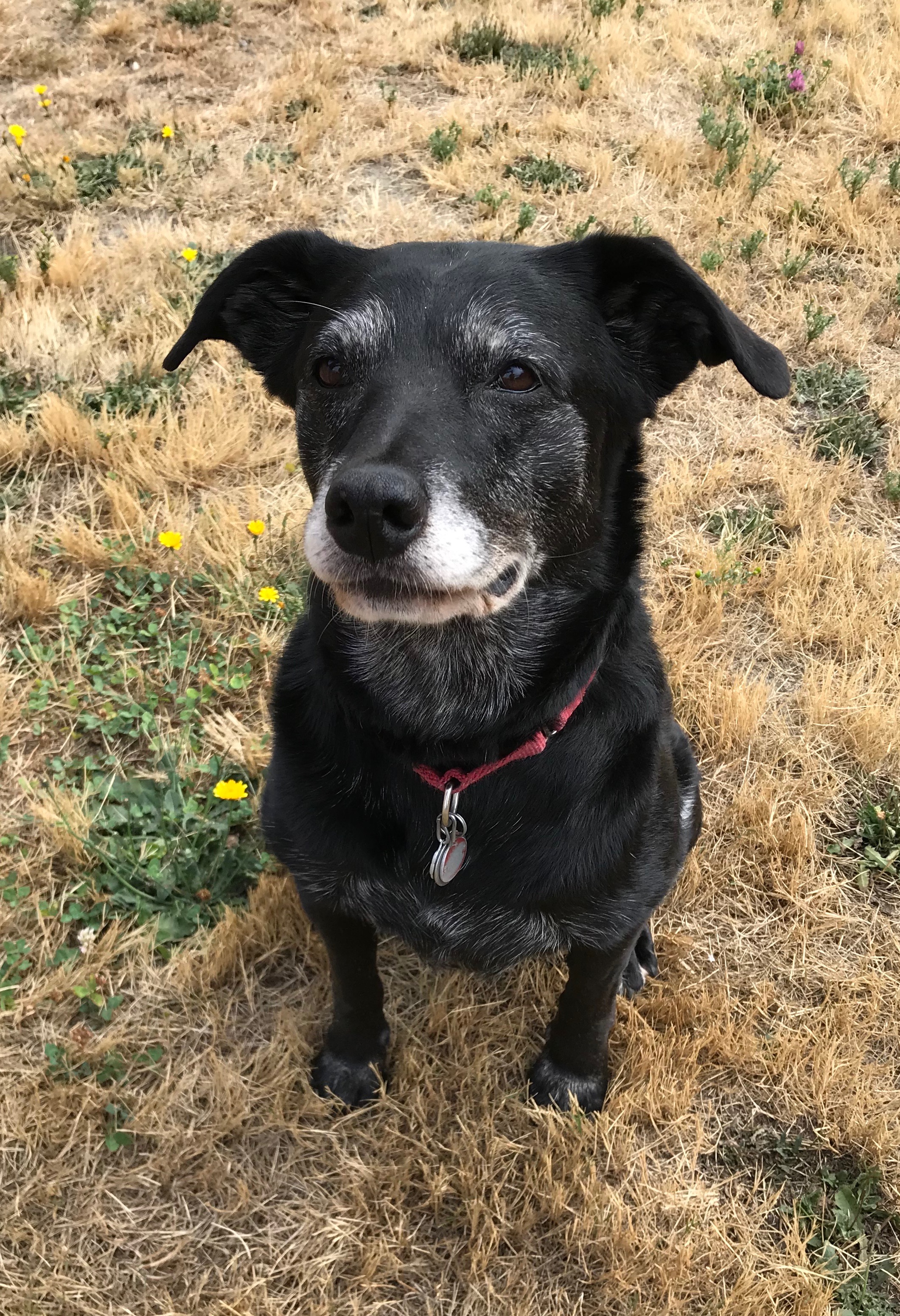 CeCe • Old Dog Haven