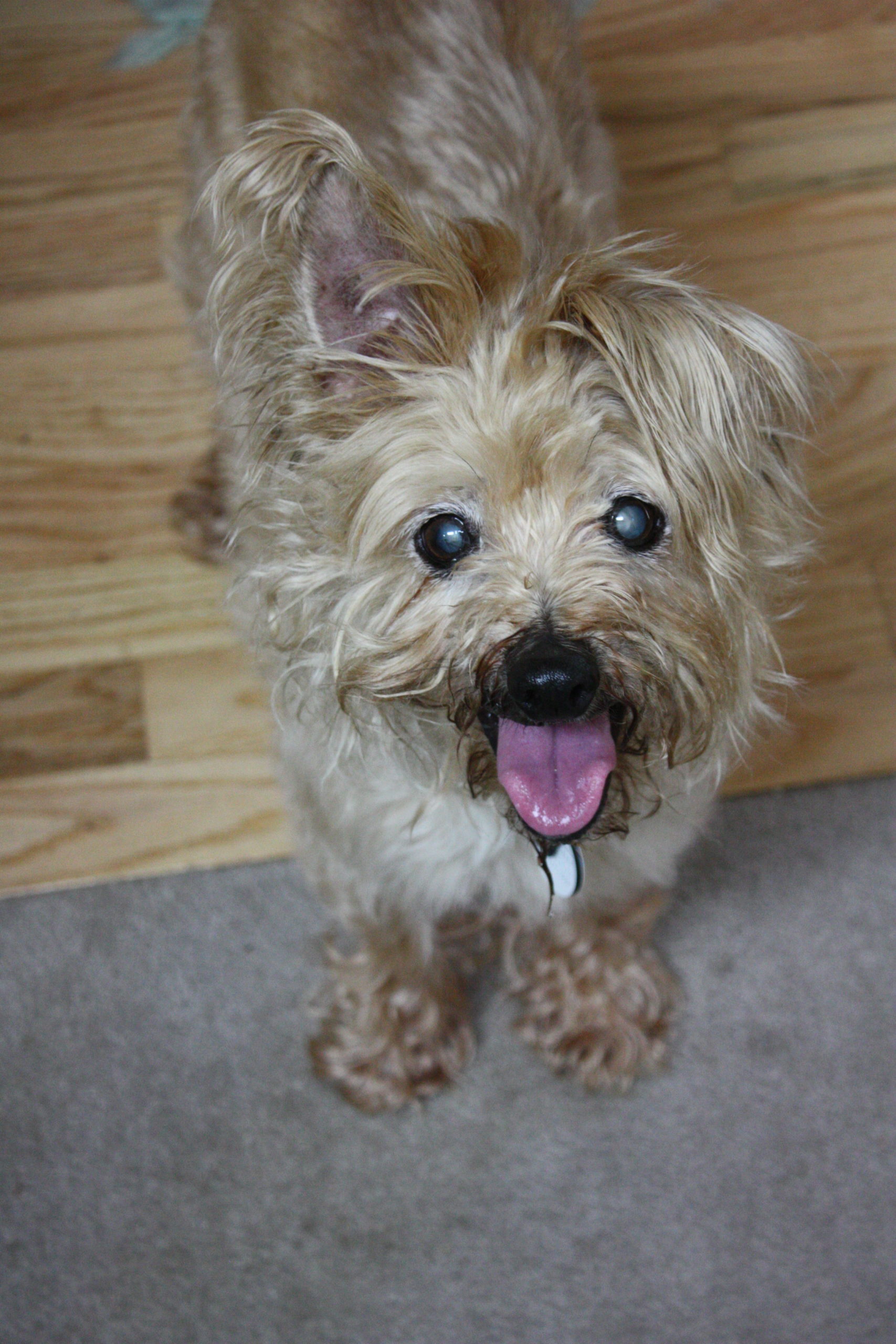 Alf • Old Dog Haven