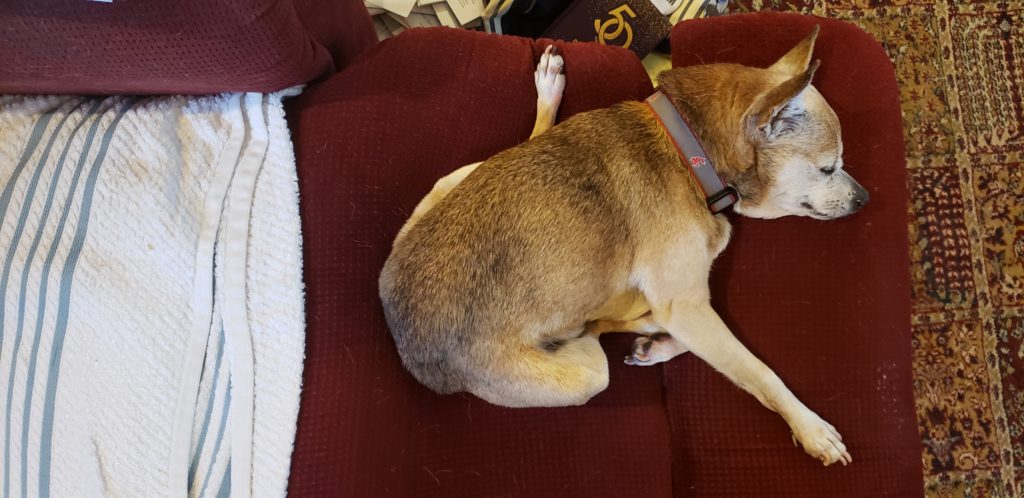 Gidget Rose • Old Dog Haven