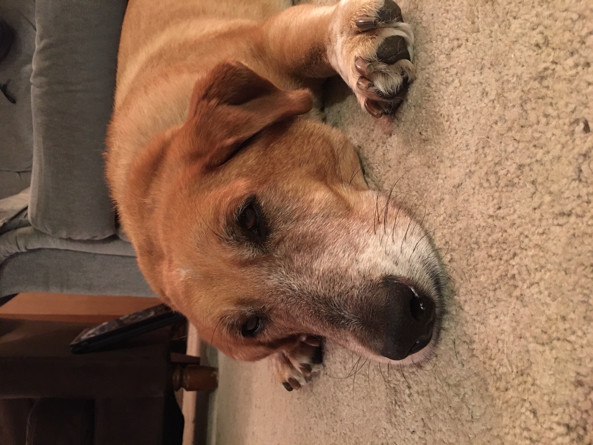 Barley • Old Dog Haven