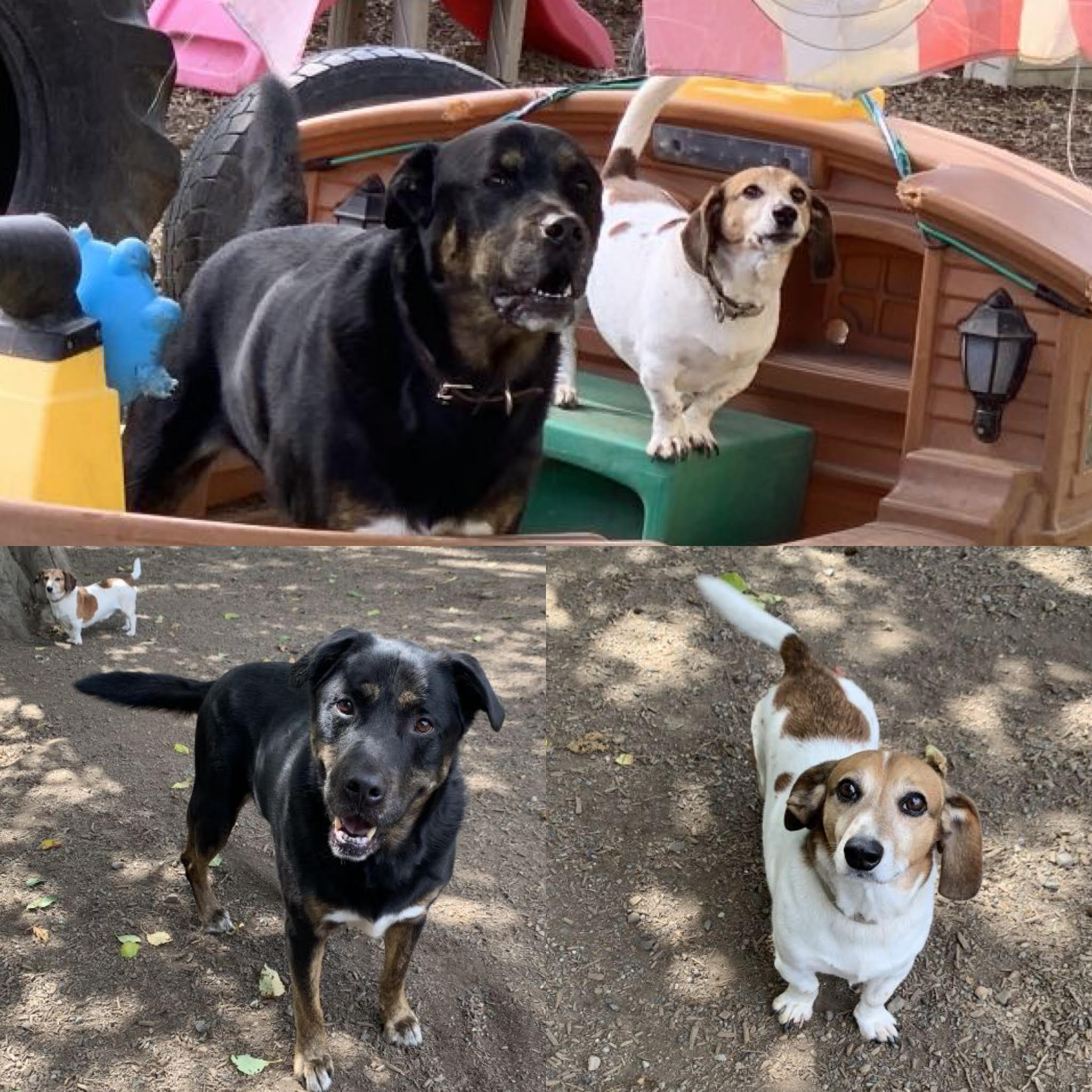 Rusty Roo and Romeo • Old Dog Haven