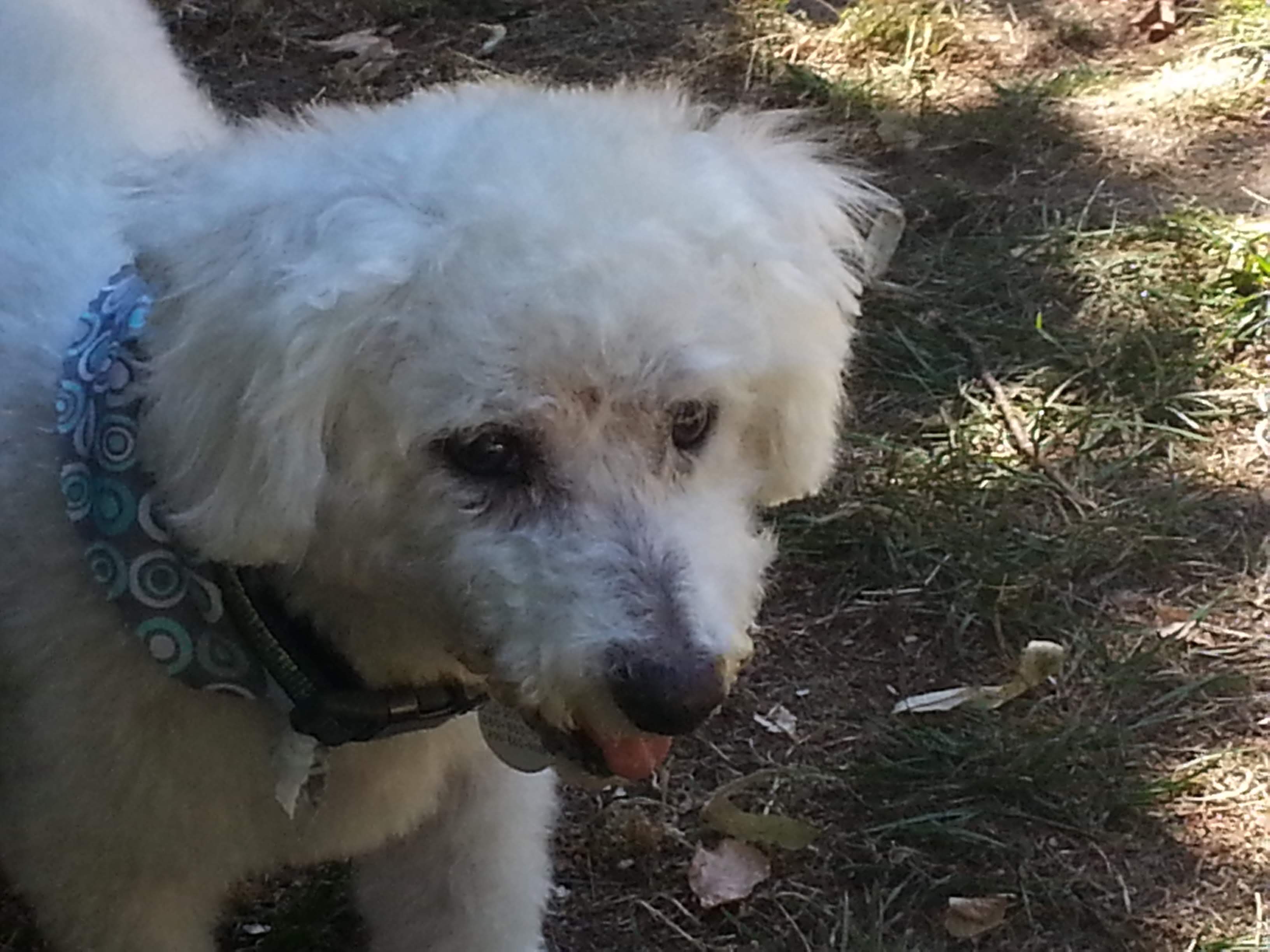 Charlie • Old Dog Haven