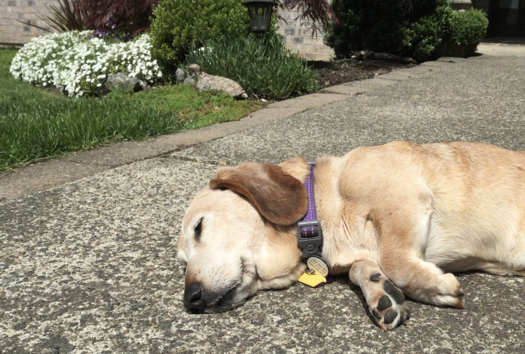 Rusty (Doxie) • Old Dog Haven