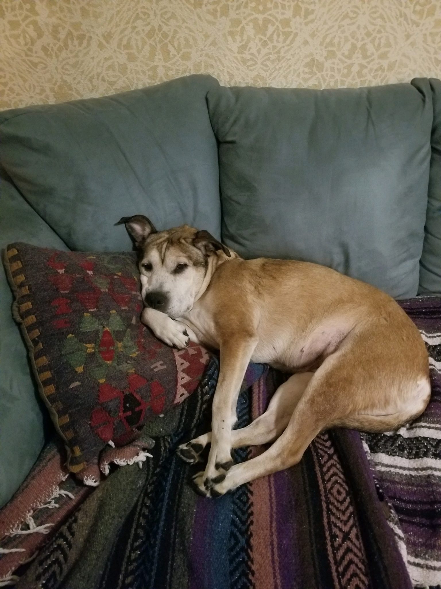 Tikka • Old Dog Haven