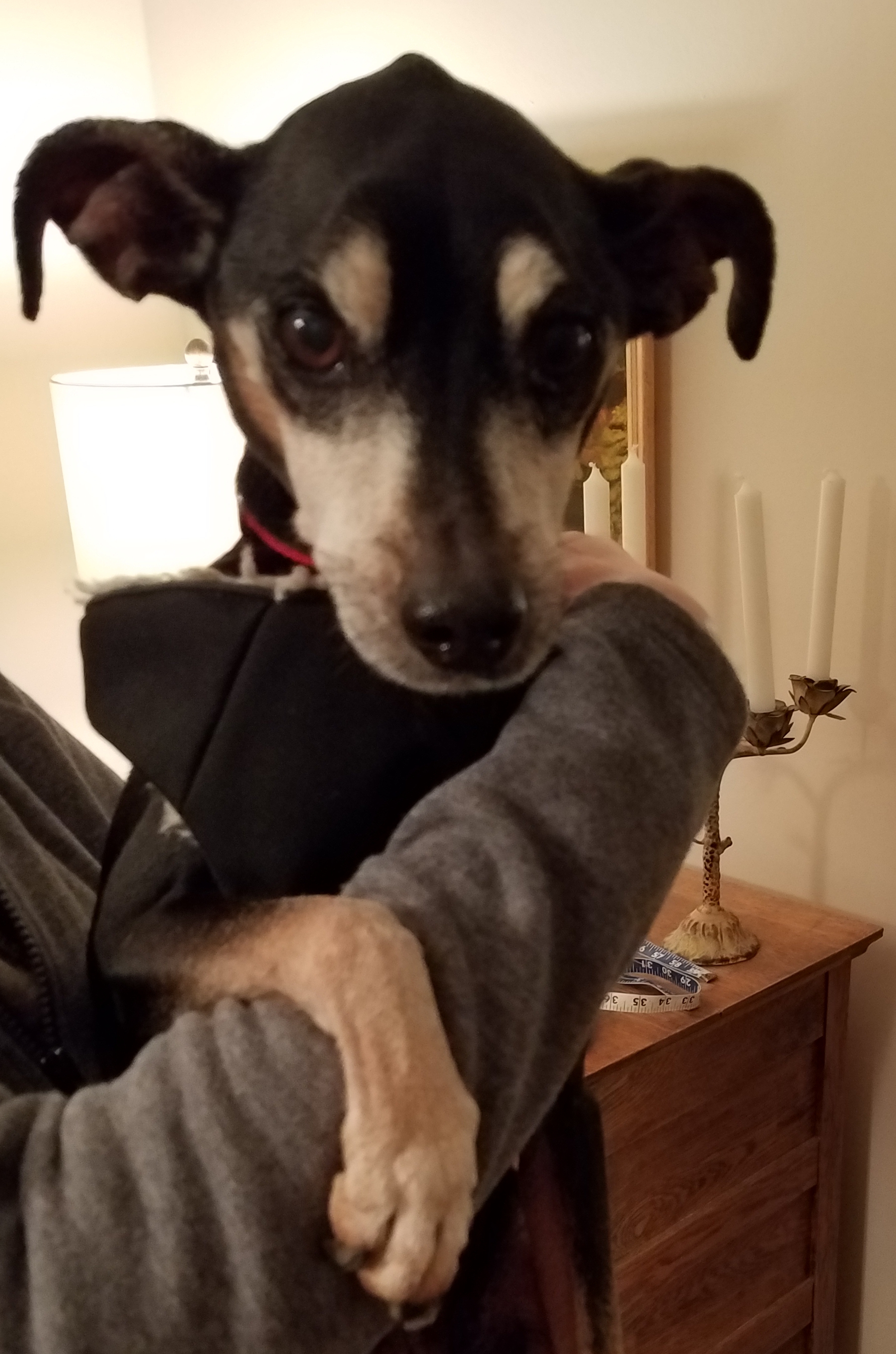 What Breed Is Jenna Marbles Dog