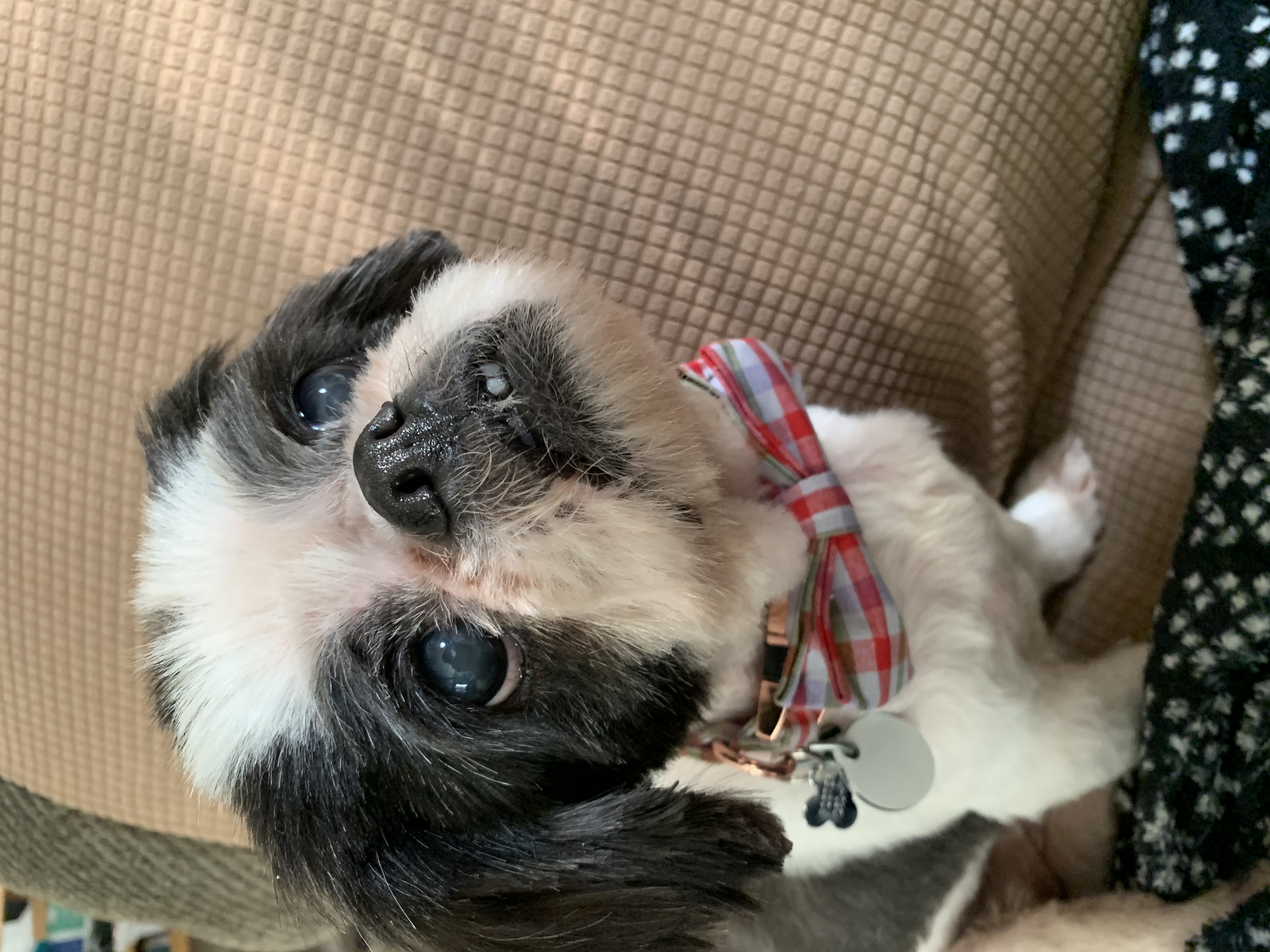 Koby • Old Dog Haven