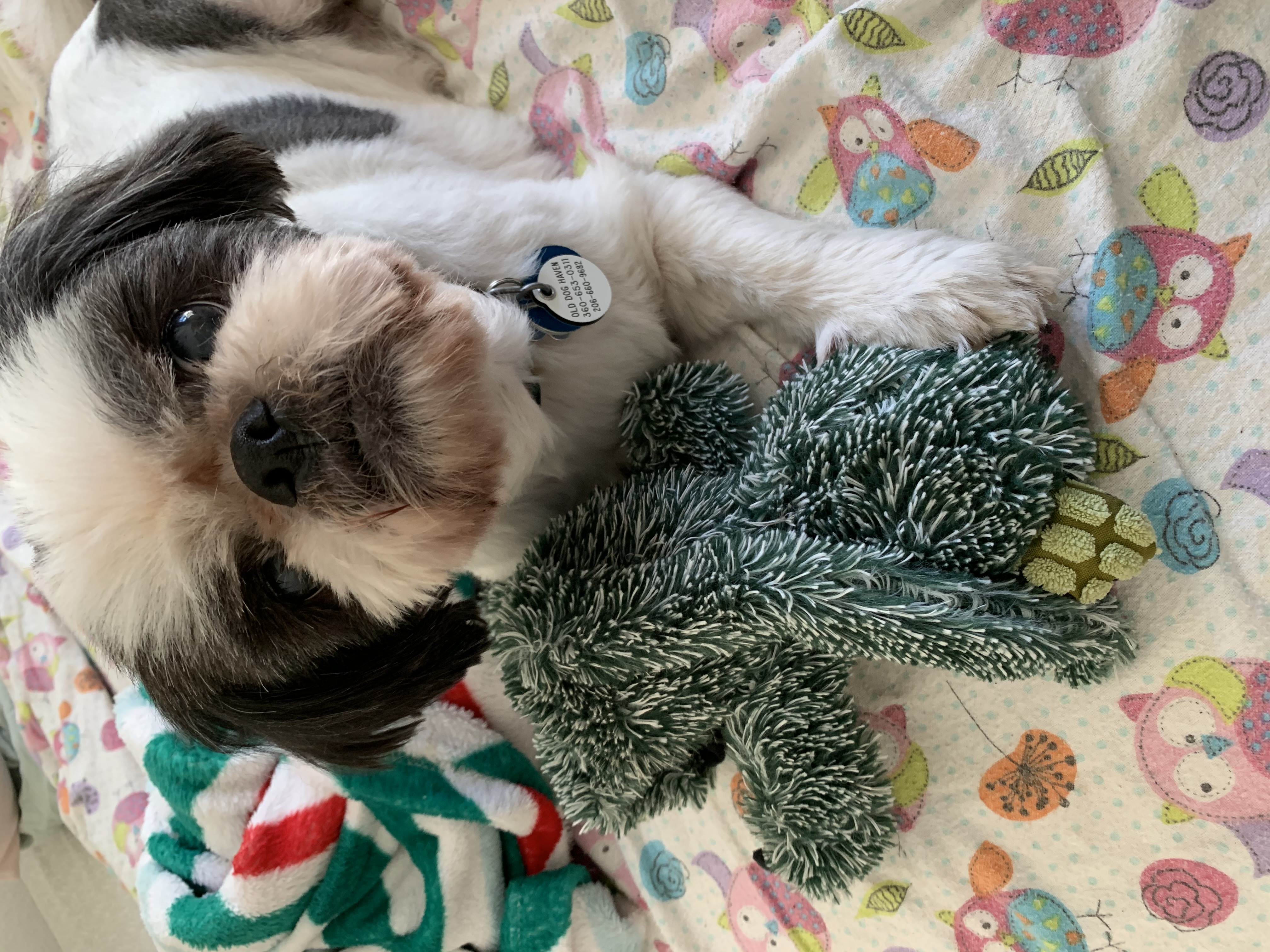 Koby • Old Dog Haven