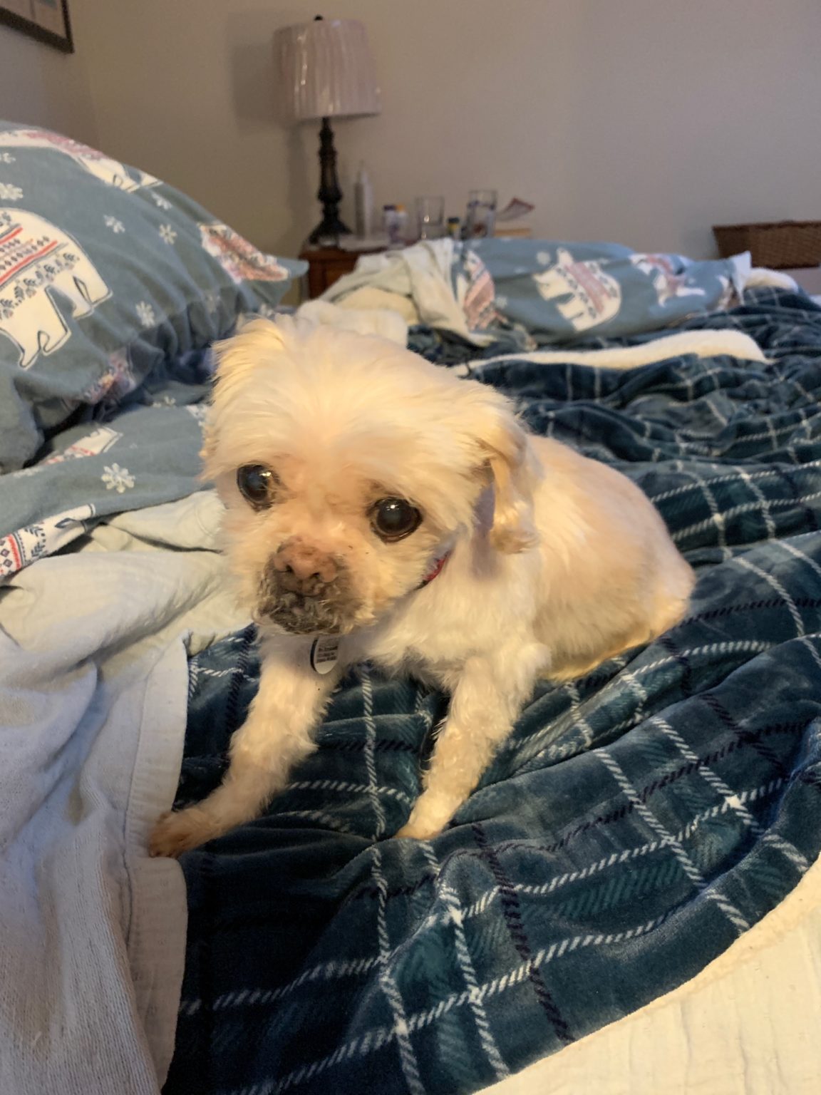 Widget • Old Dog Haven